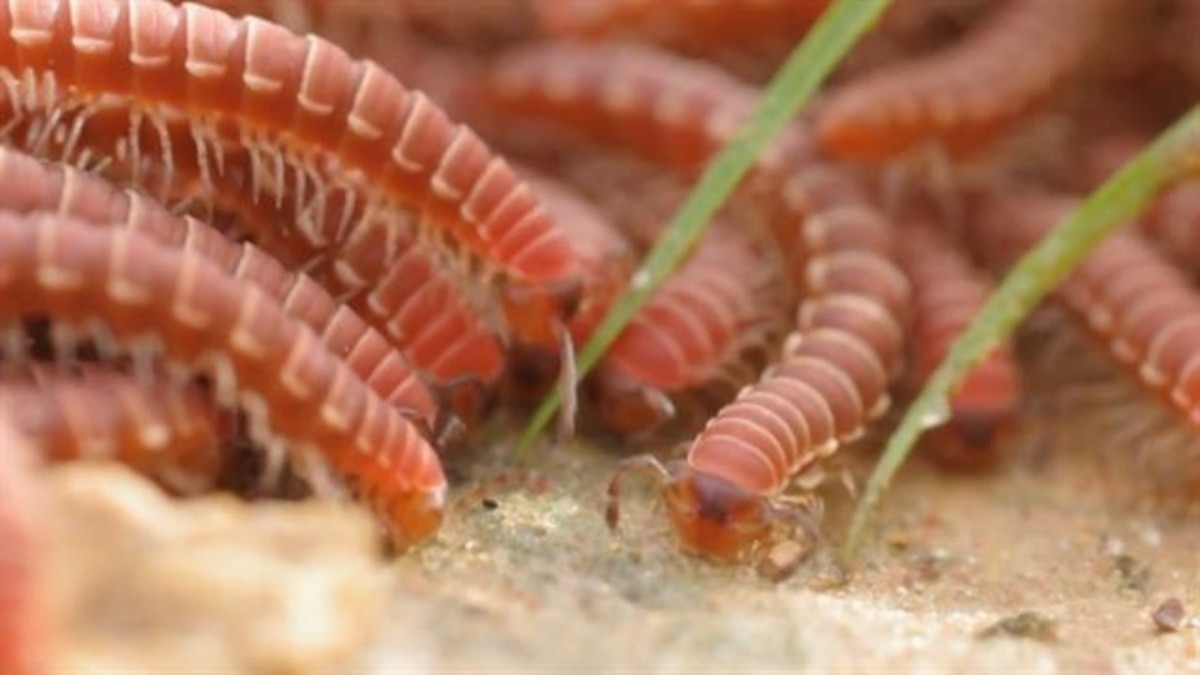 Watch Swarms of Millipedes Join Ranks to Survive | National Geographic
