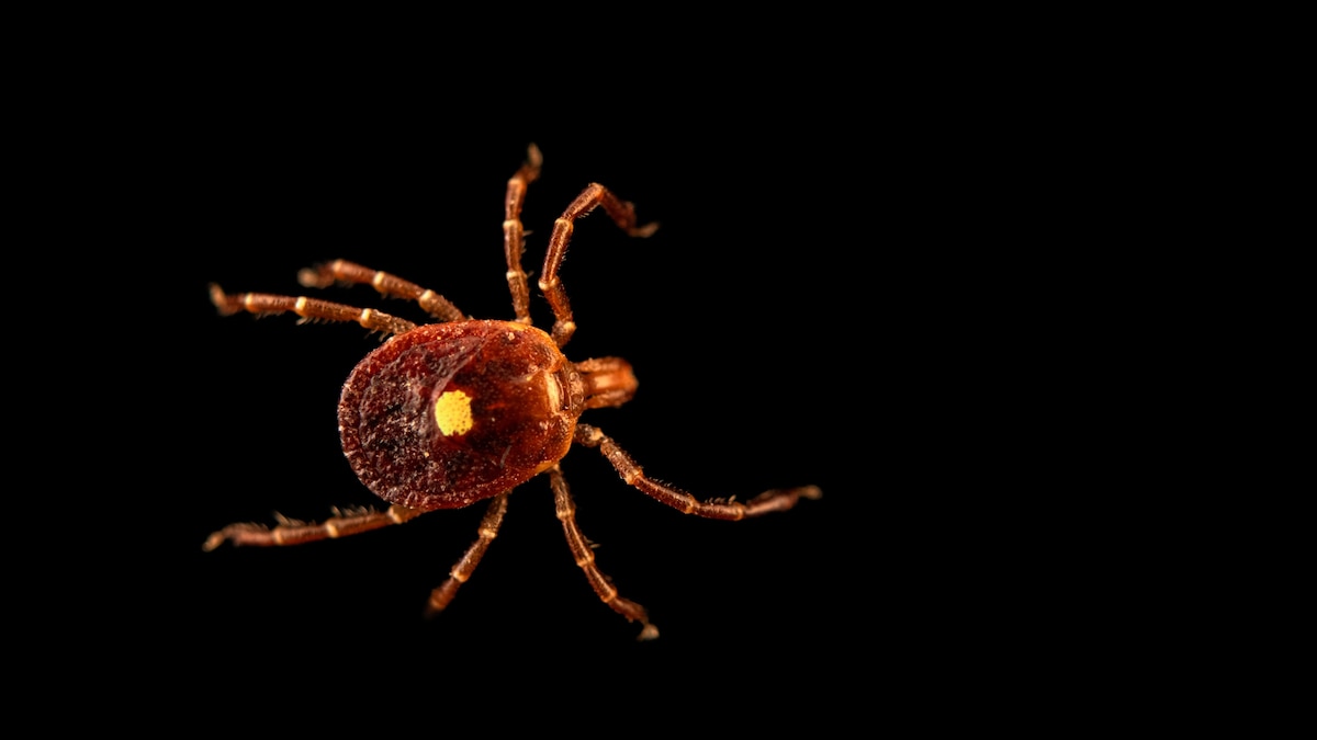 This tick bite could make you allergic to red meat—and it’s spreading ...