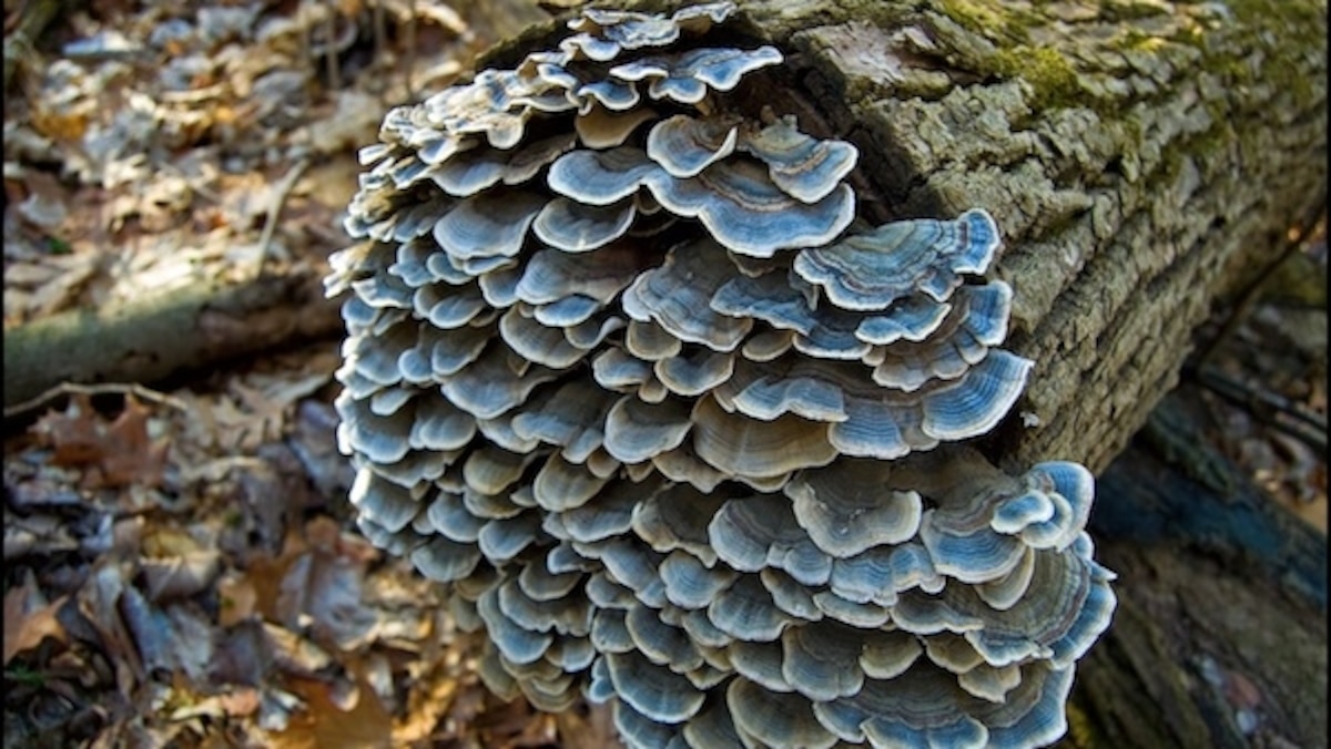 What Lurks In Logs | National Geographic