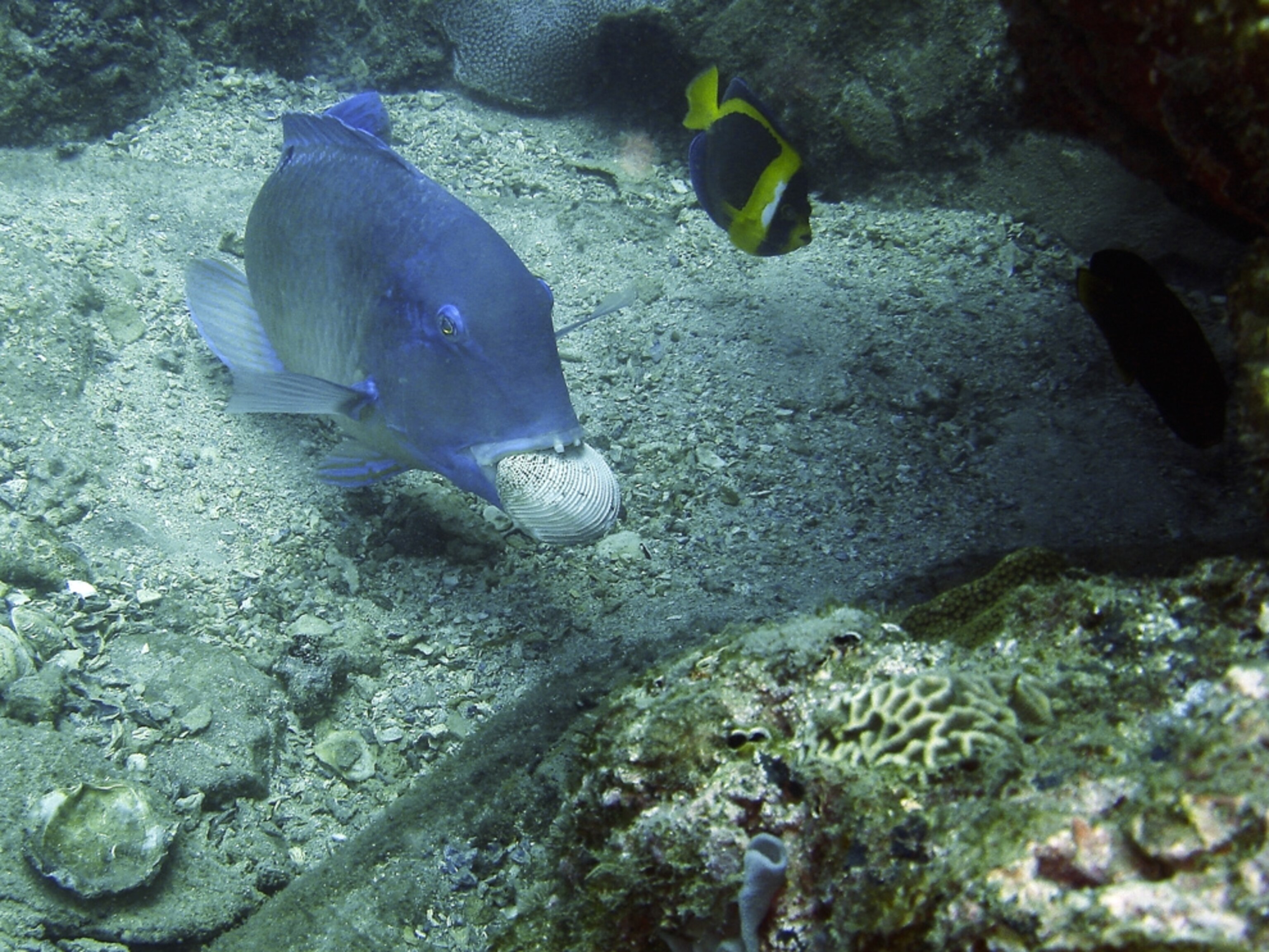 First Pictures: Wild Fish Uses Tool