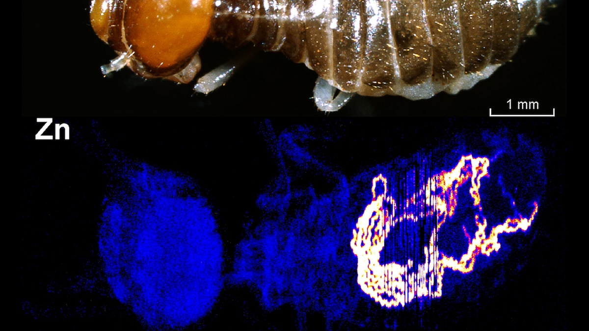 Gold "Mining" Termites Found, May Lead Humans to Riches | National ...