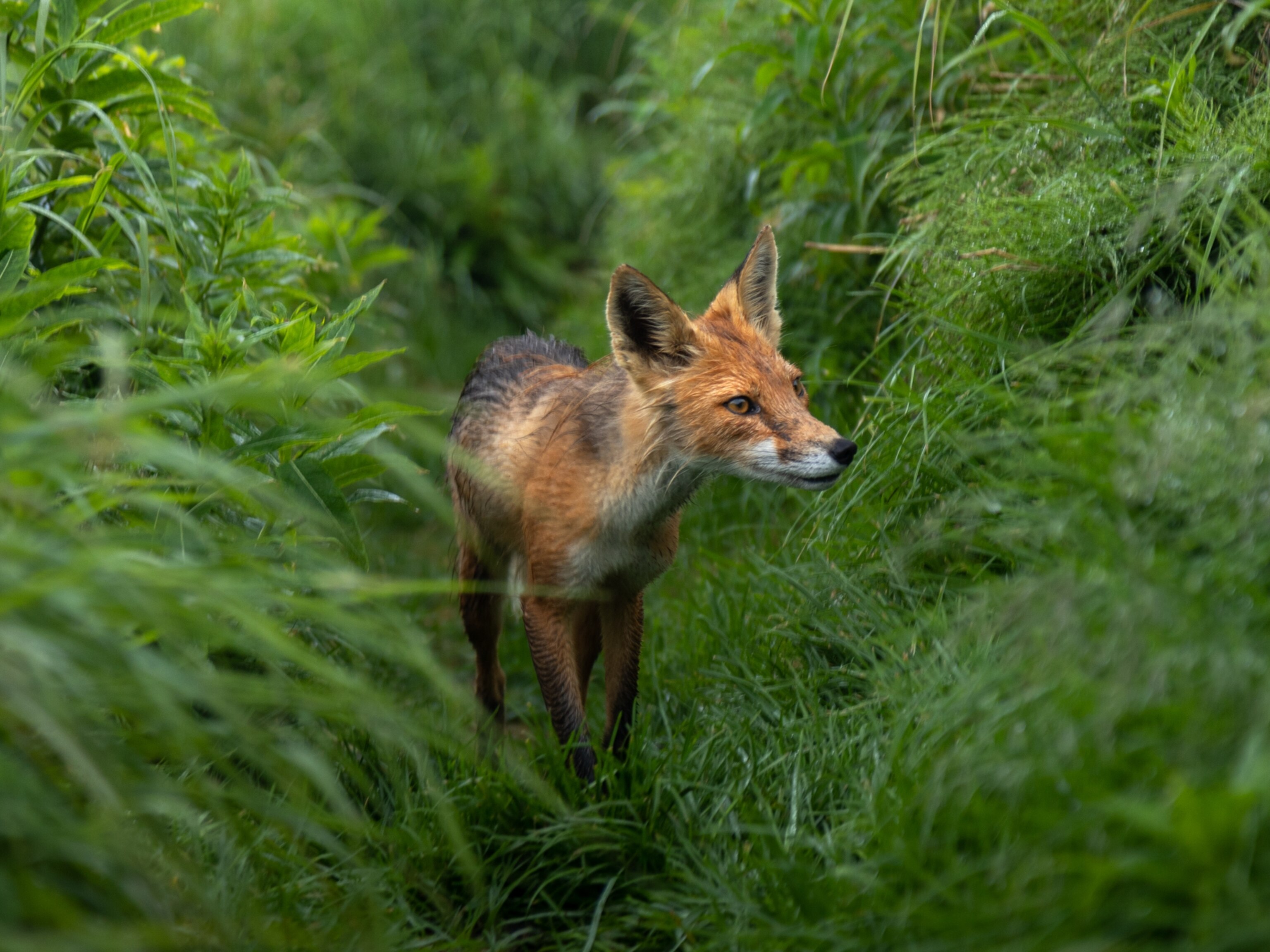 The isolated Alaska island where walruses sing