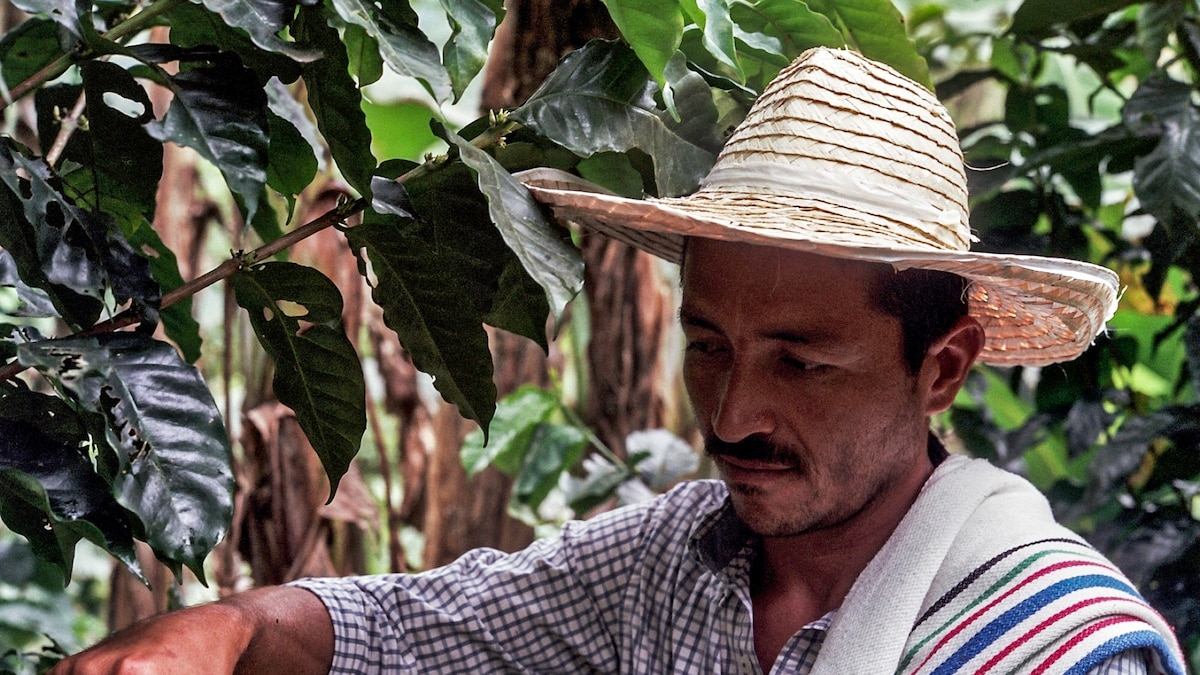 Farming coffee continues to grow hope in Caquetá, Colombia | National ...