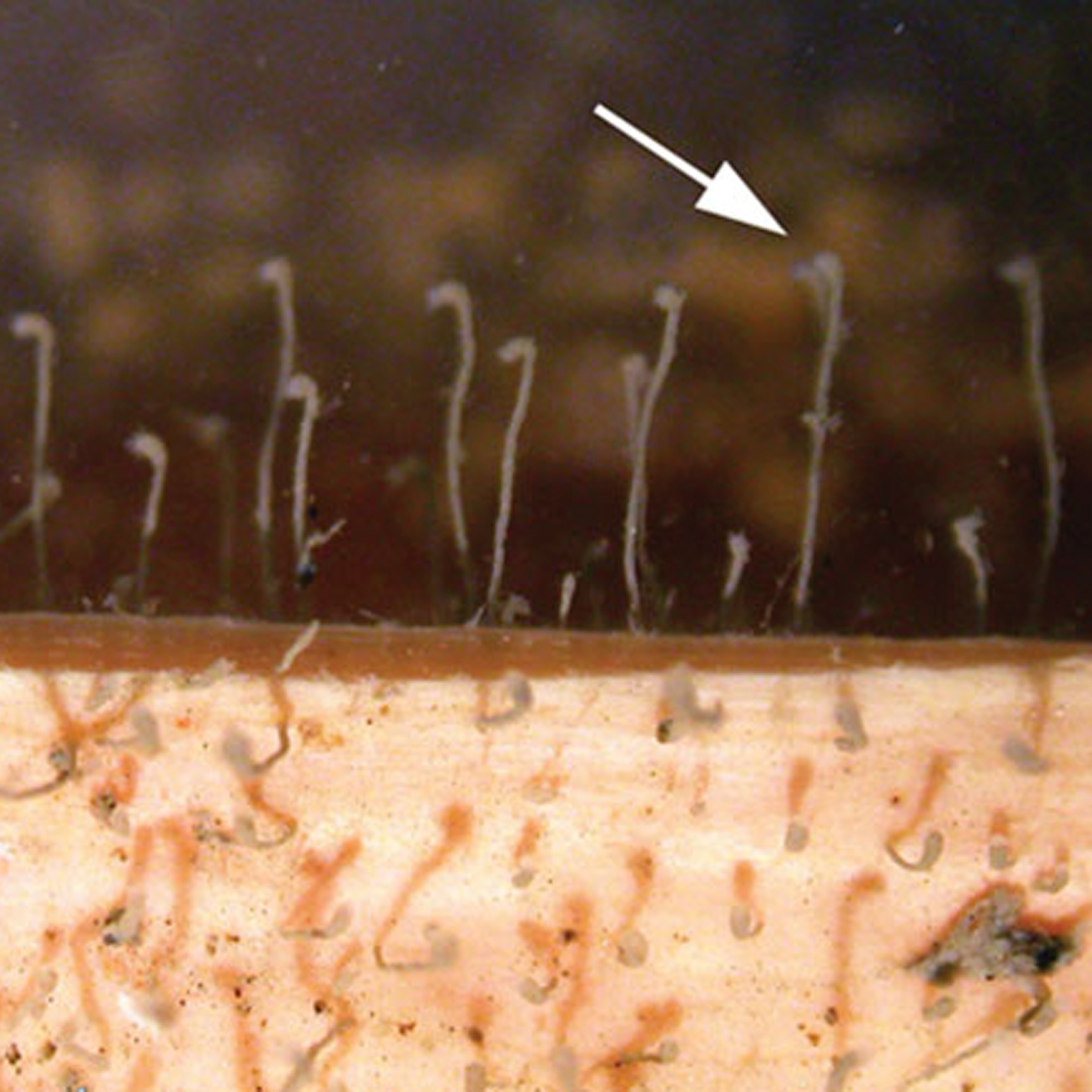 New Species of Naked Bone-Eating Worms in Antarctica