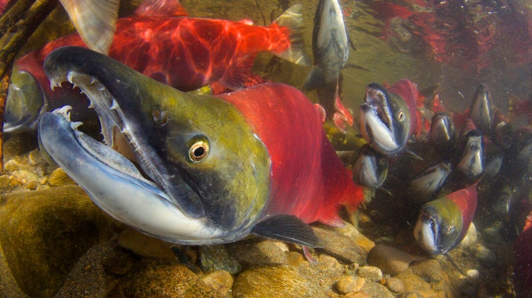 Sockeye Salmon Species