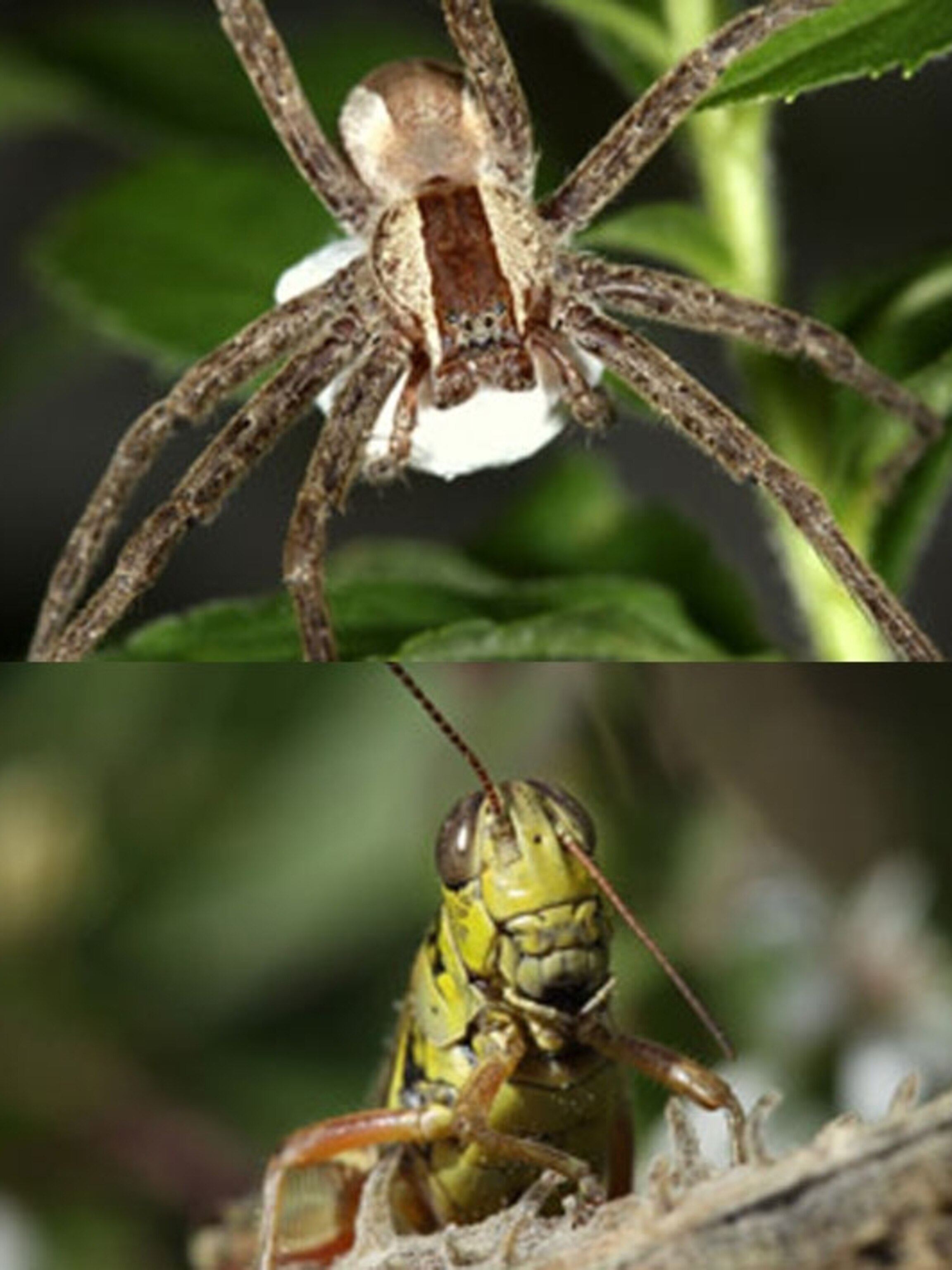 Fear of spiders changes bodies of grasshoppers and makes plants decay ...