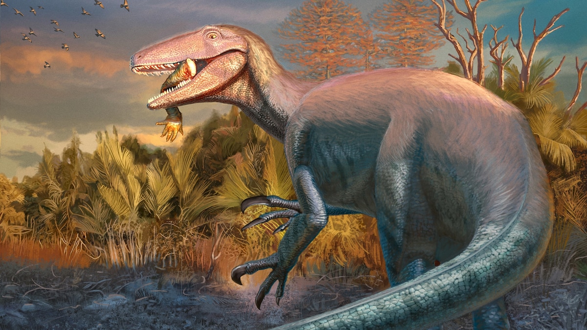 New megaraptor discovered—with its final meal still in its mouth ...