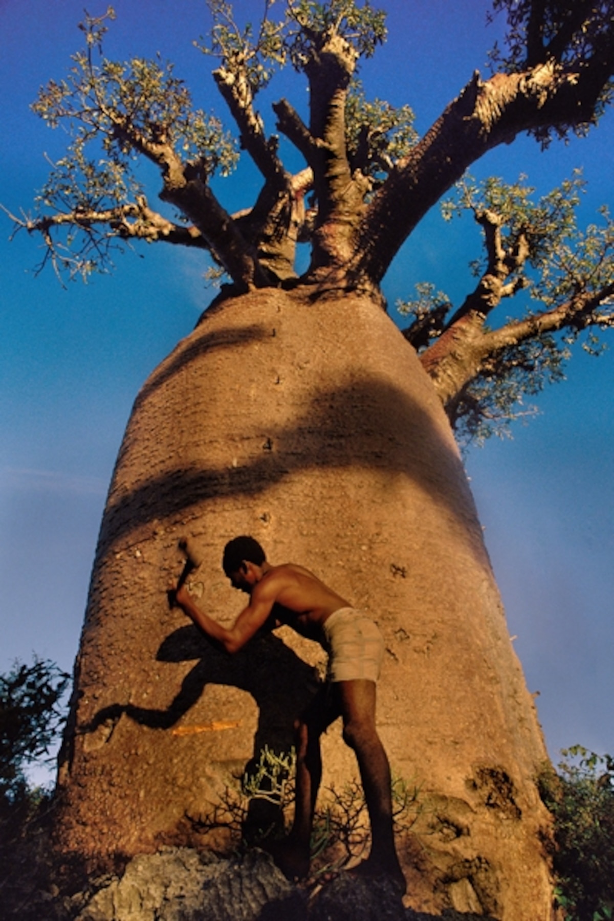 Pictures: 11 Sacred and Iconic Trees