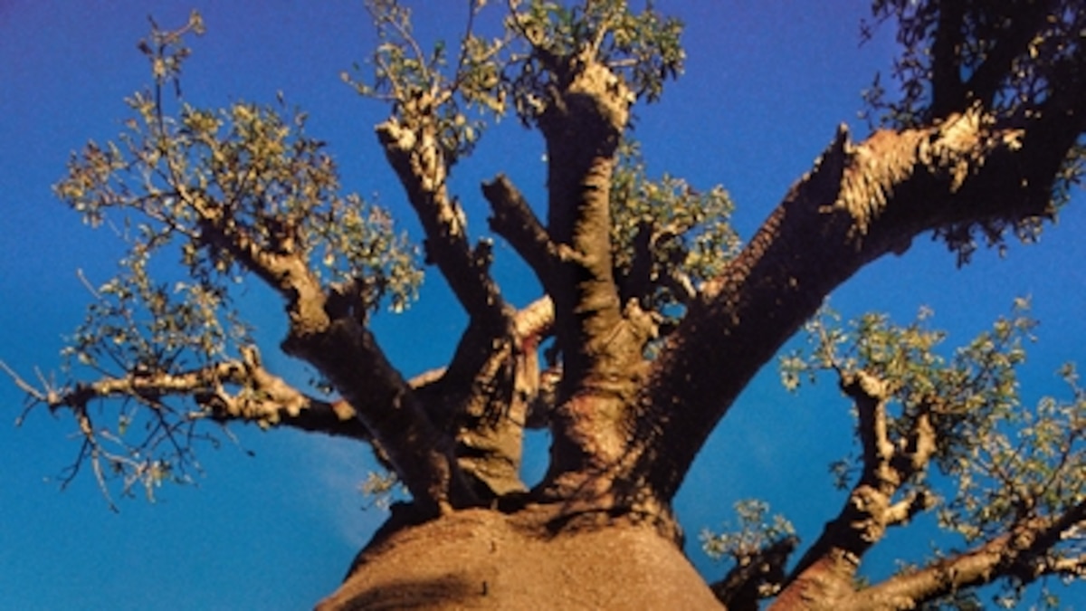 Pictures: 11 Sacred and Iconic Trees | National Geographic
