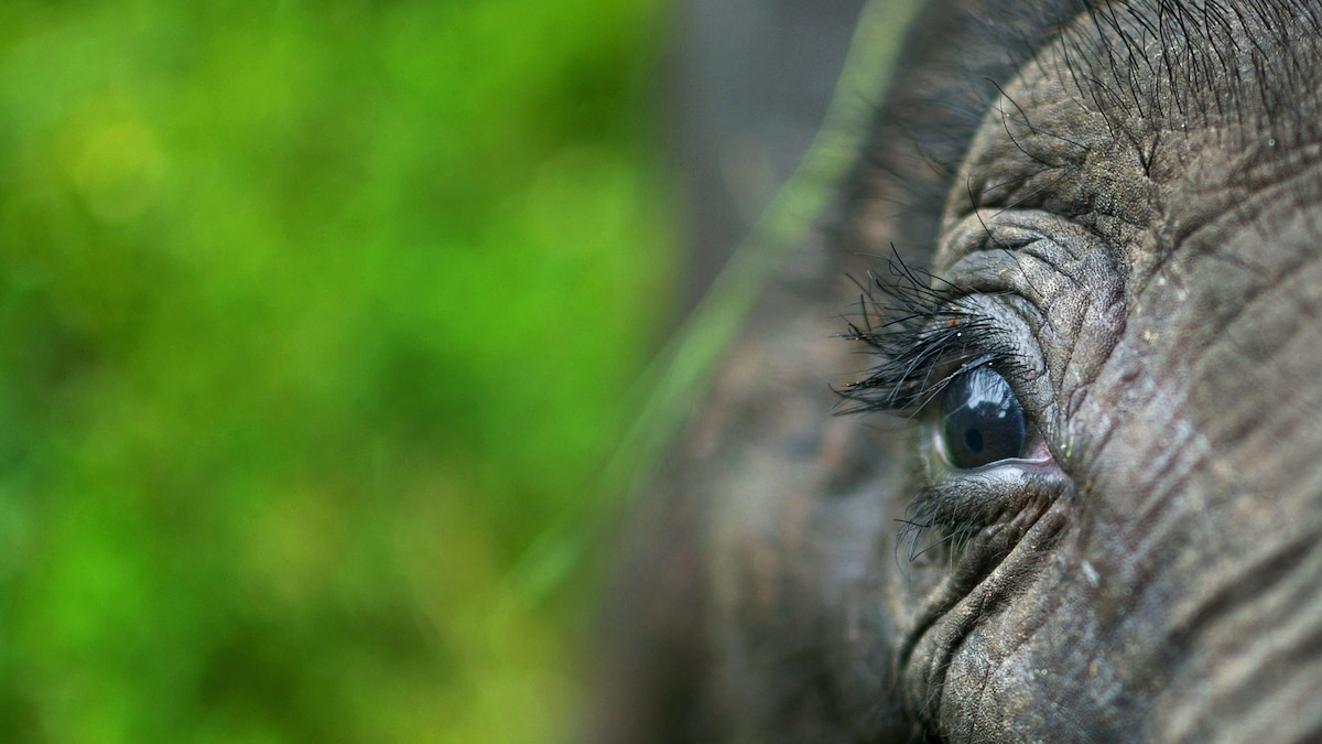 Heartwarming Animal Love Pictures From Your Shot | National Geographic