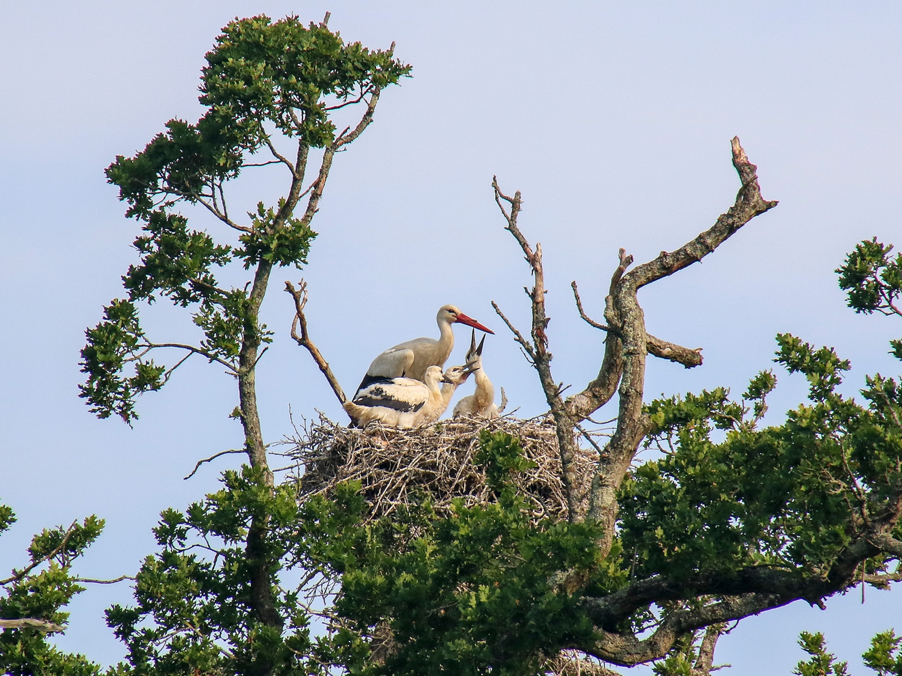 White storks are nesting in Britain again, after 604 years