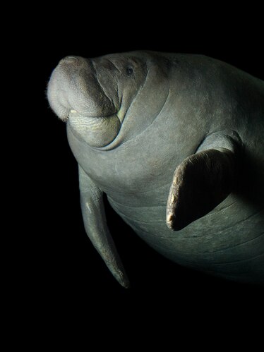 Antillean manatee, facts and photos