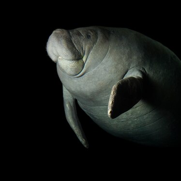 Antillean manatee, facts and photos