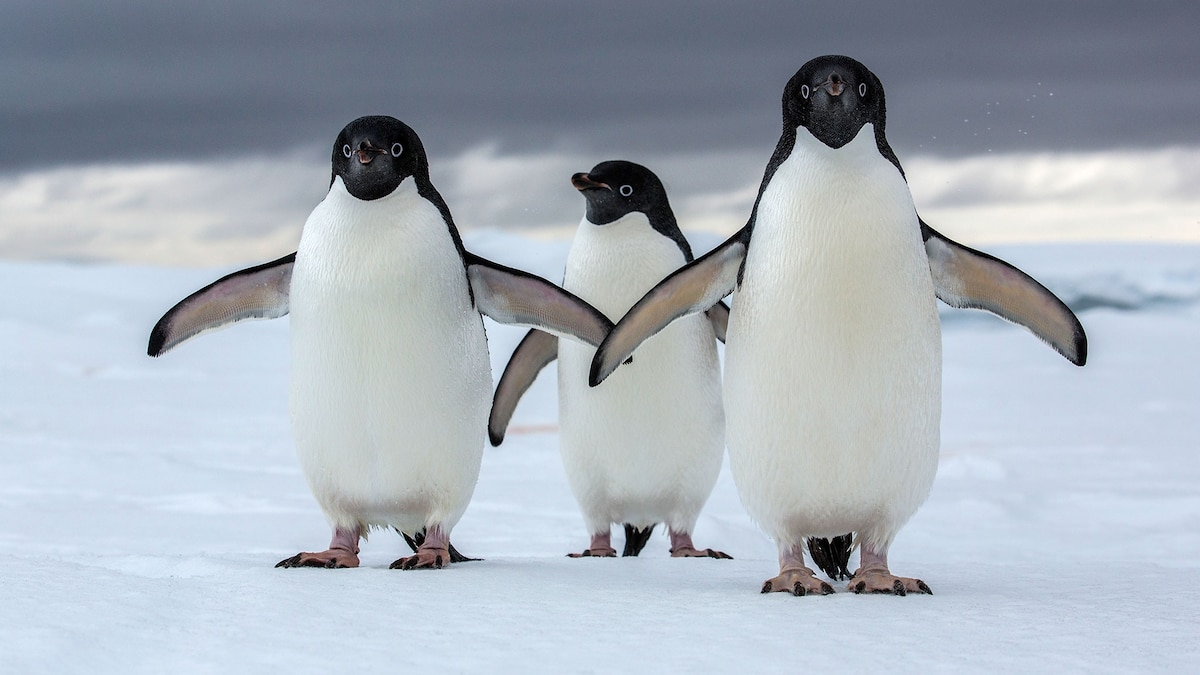 Antarctica Could Lose Most of Its Penguins to Climate Change | National ...