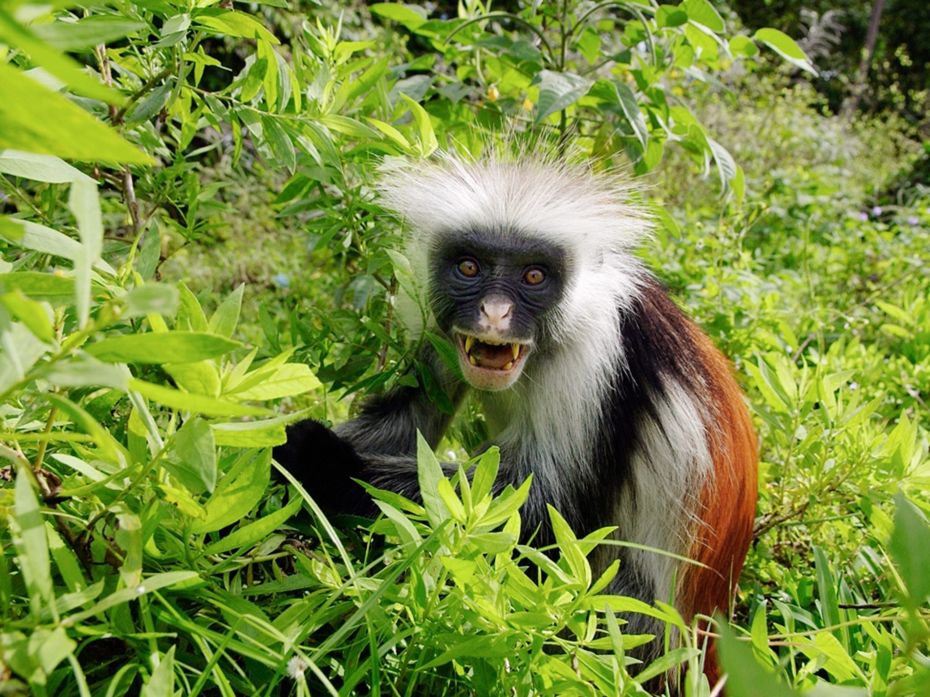 Global Warming Indigestion May Kill Gorillas, Monkeys