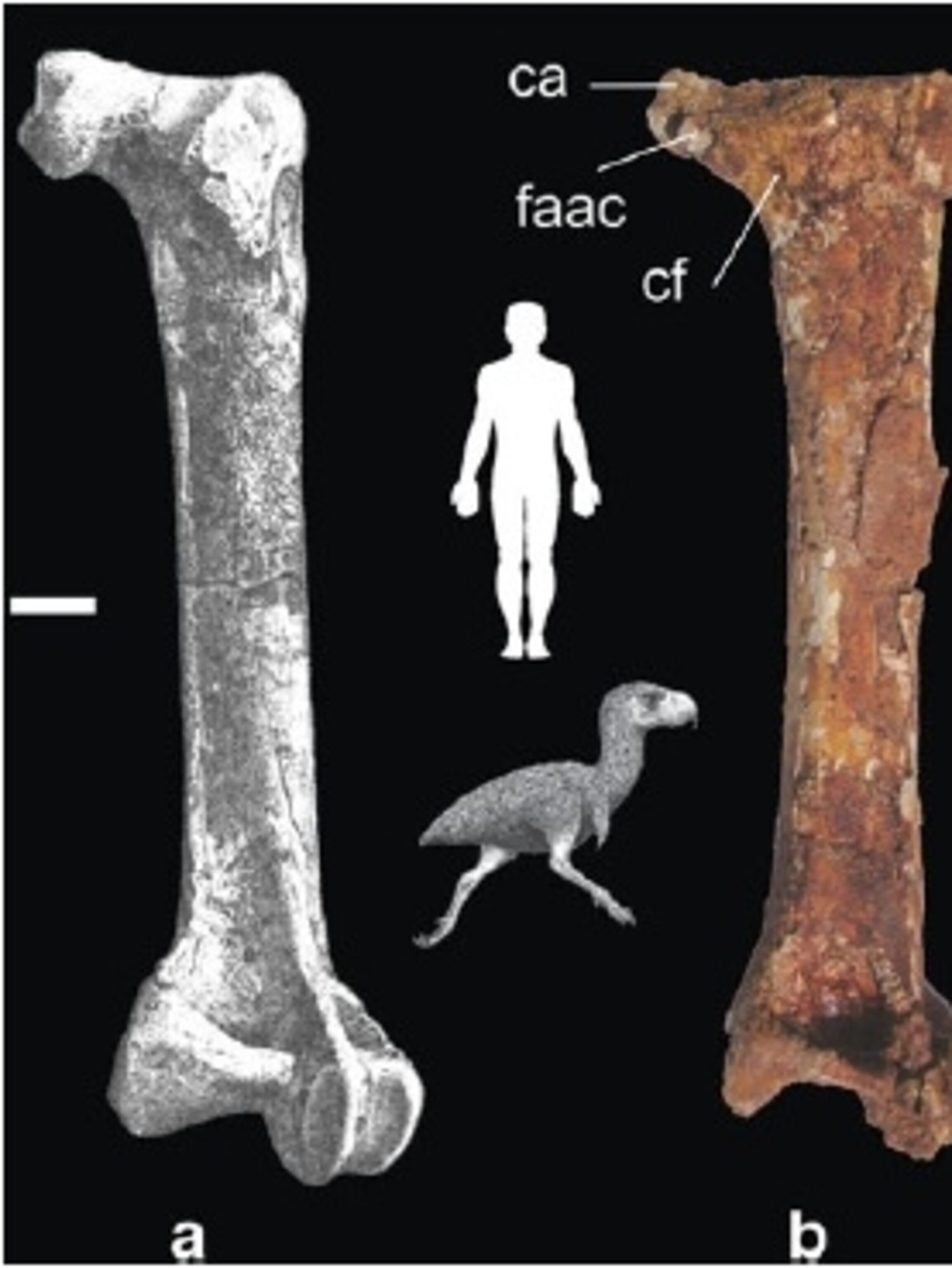 Transatlantic Terror Birds