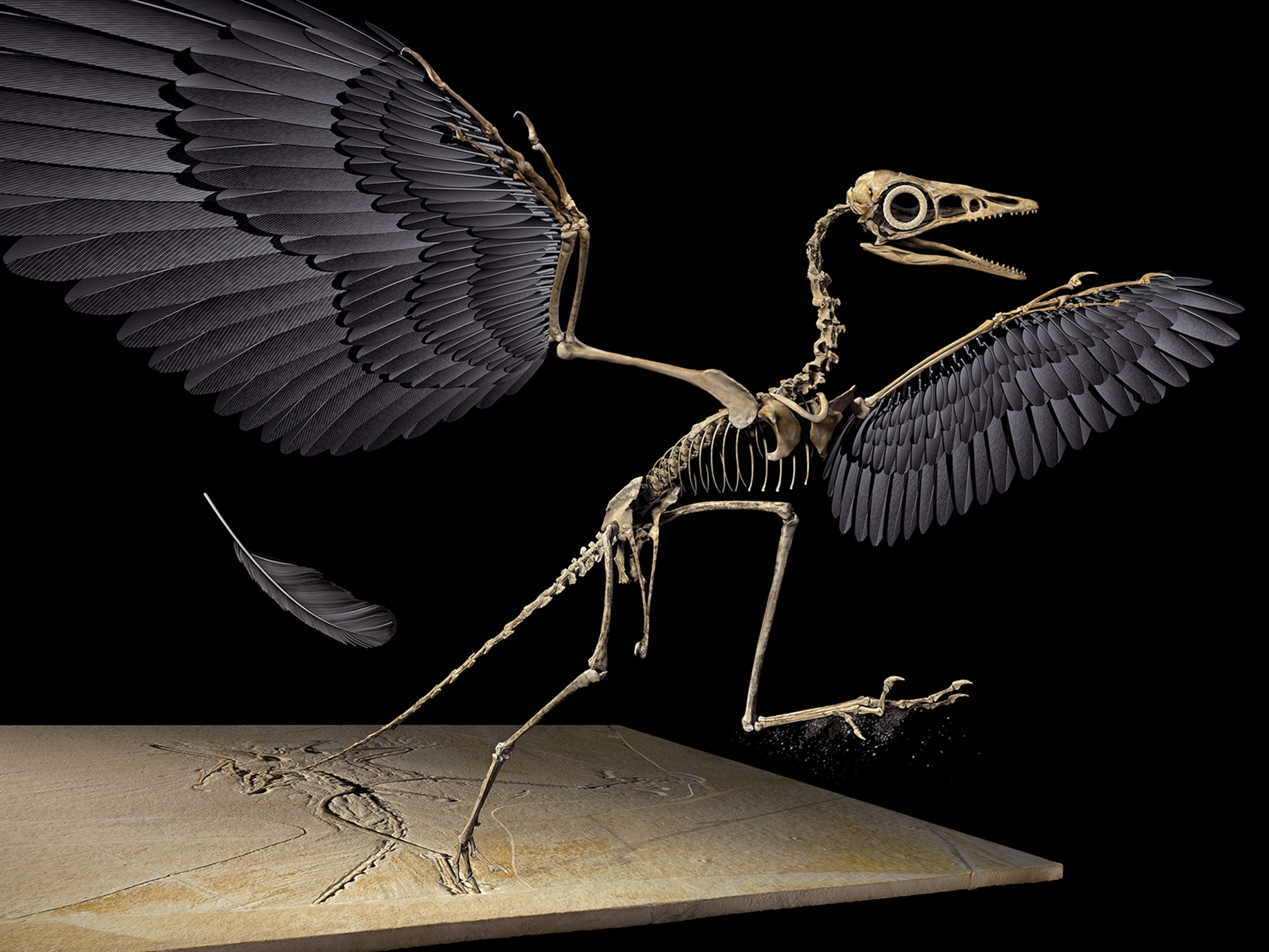 Archaeopteryx was likely source of iconic fossil feather, new study reveals
