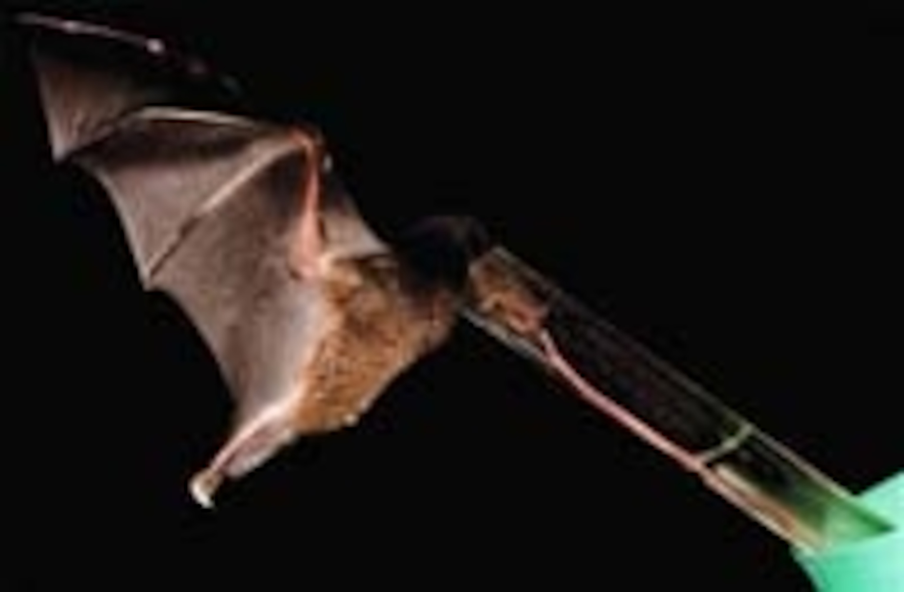 Bats: compasses, tongues and memories | National Geographic
