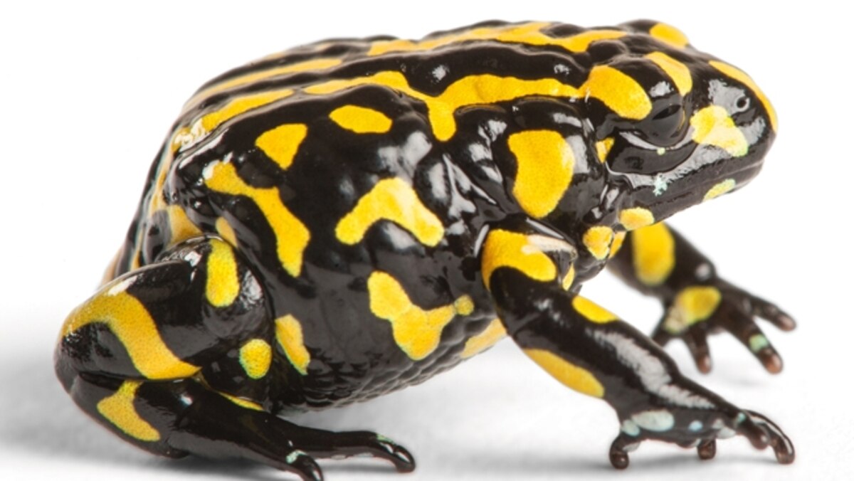 A Prince of a Paramour | National Geographic