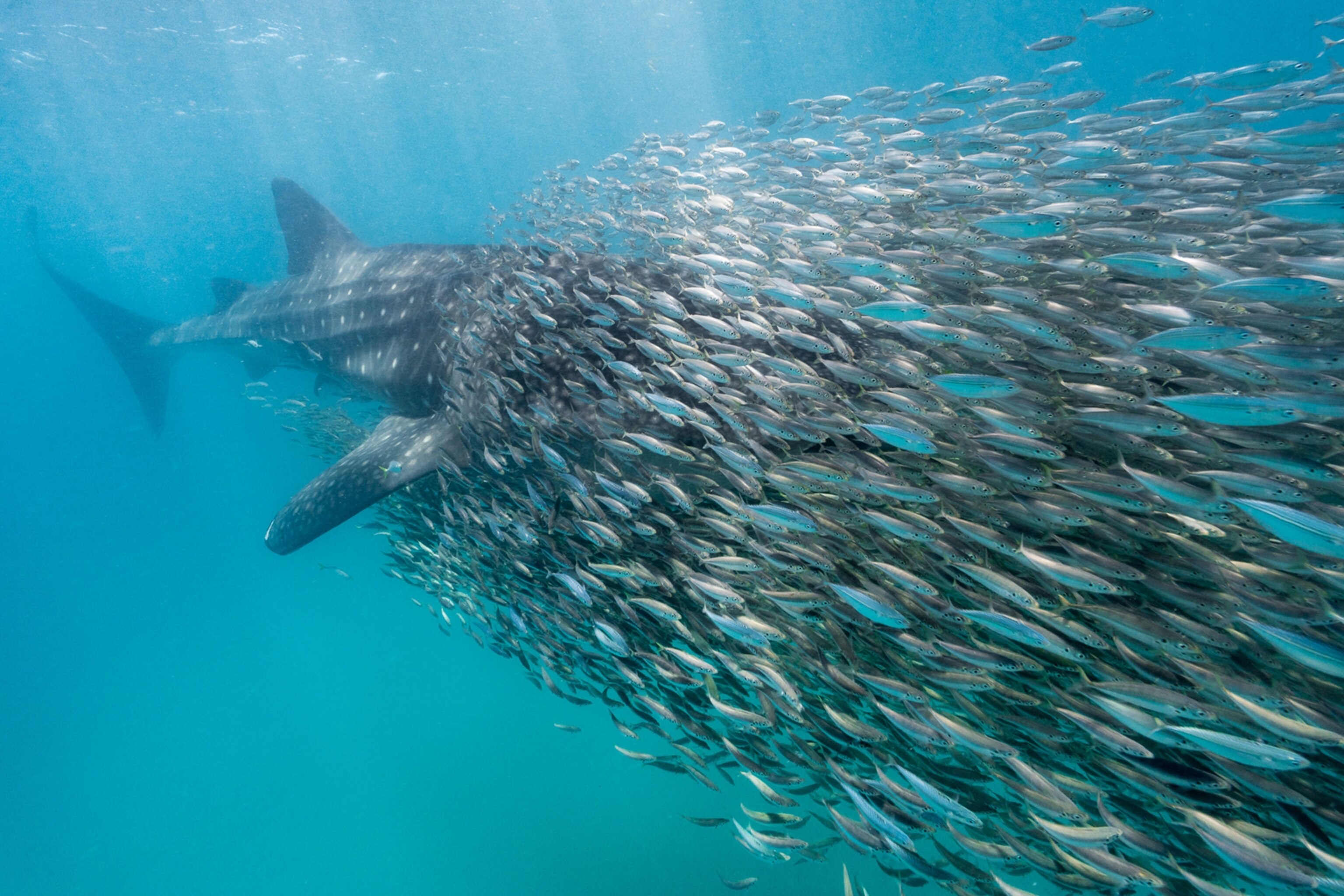 Nature Photographer of the Year: 27 Underwater Pictures of Ocean Life