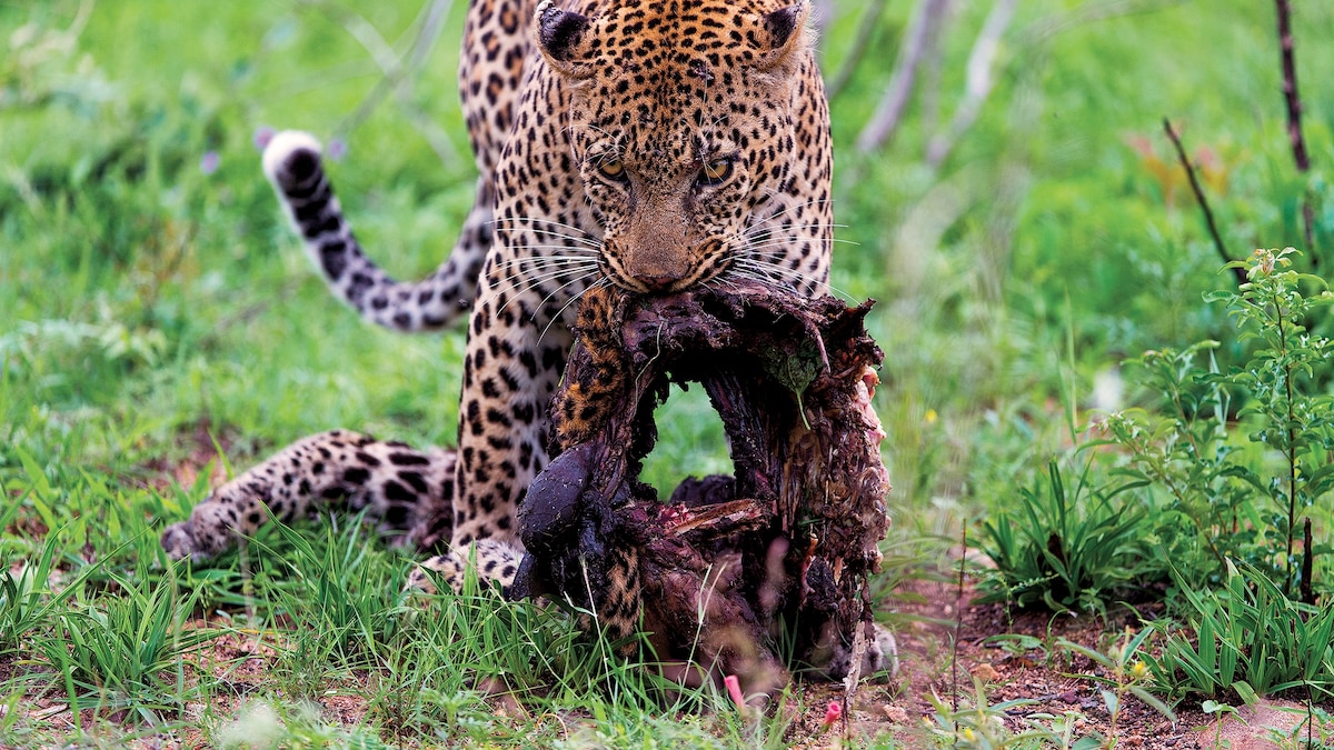 Dramatic Images Show Cannibal Leopard and Prey | National Geographic