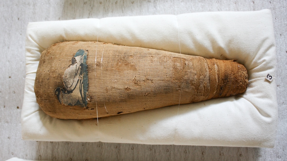 Pictures: Bird Mummies "Fed" After Death, Stuffed With Snails ...