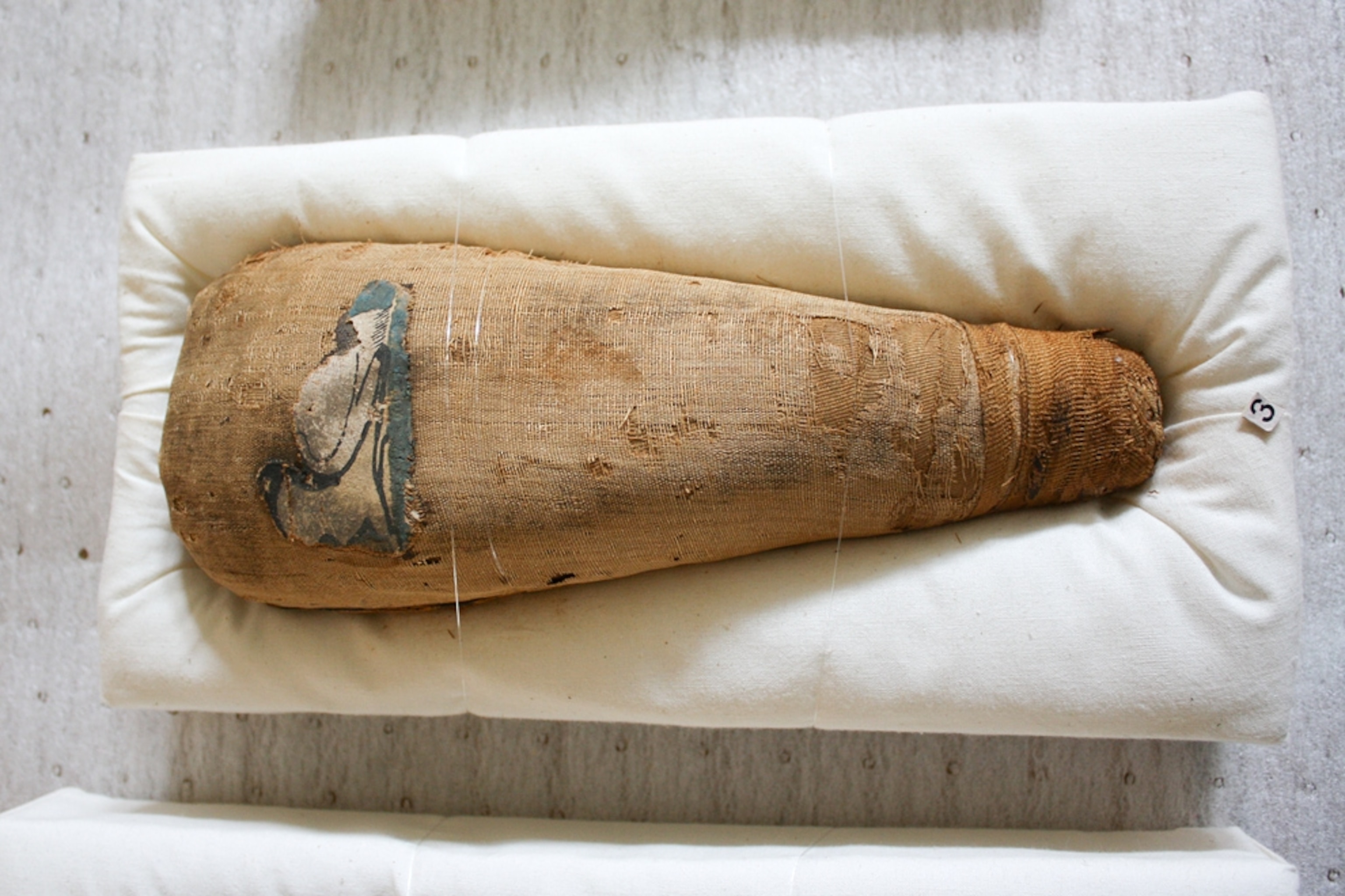 Pictures: Bird Mummies "Fed" After Death, Stuffed With Snails