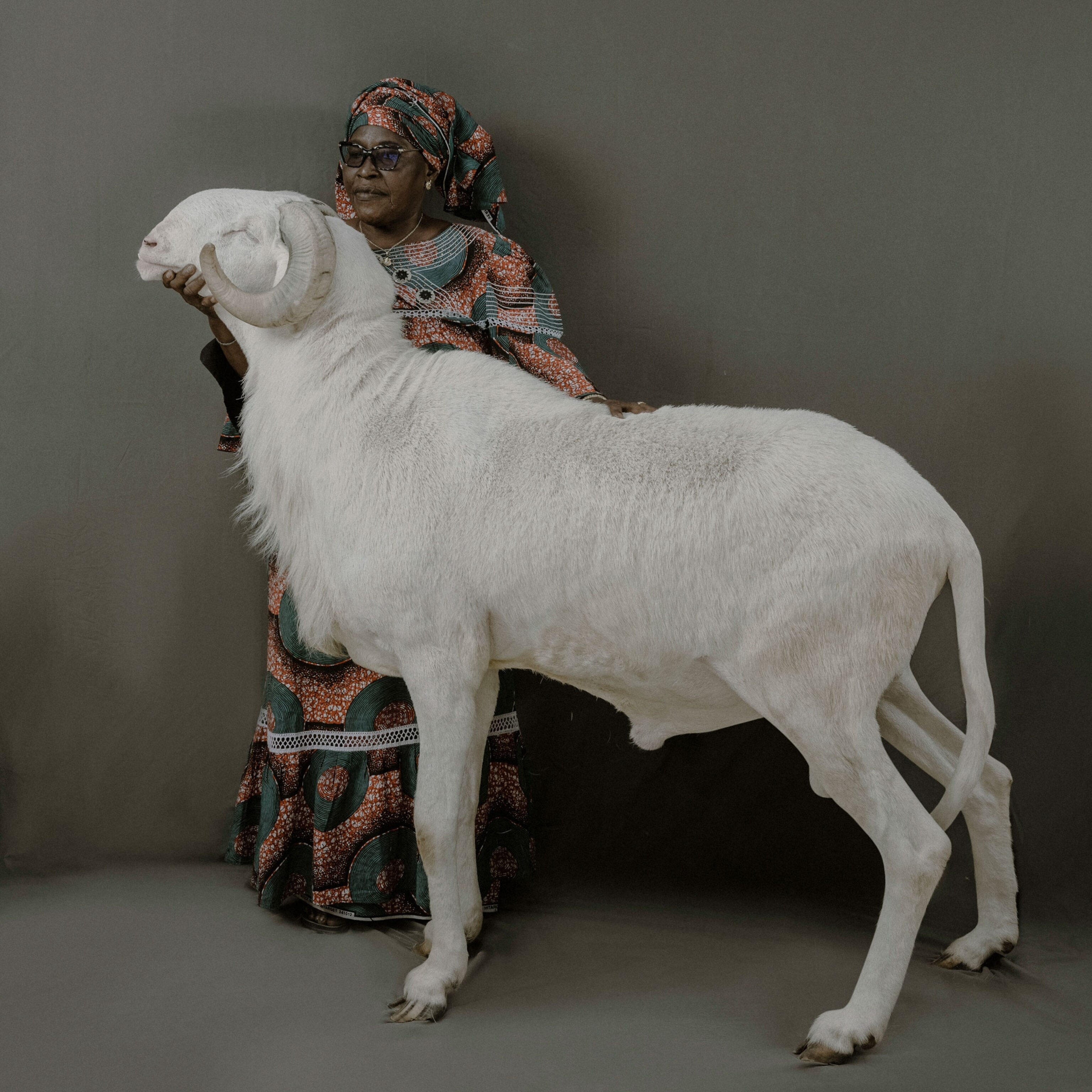 A rare look at the world’s most expensive sheep