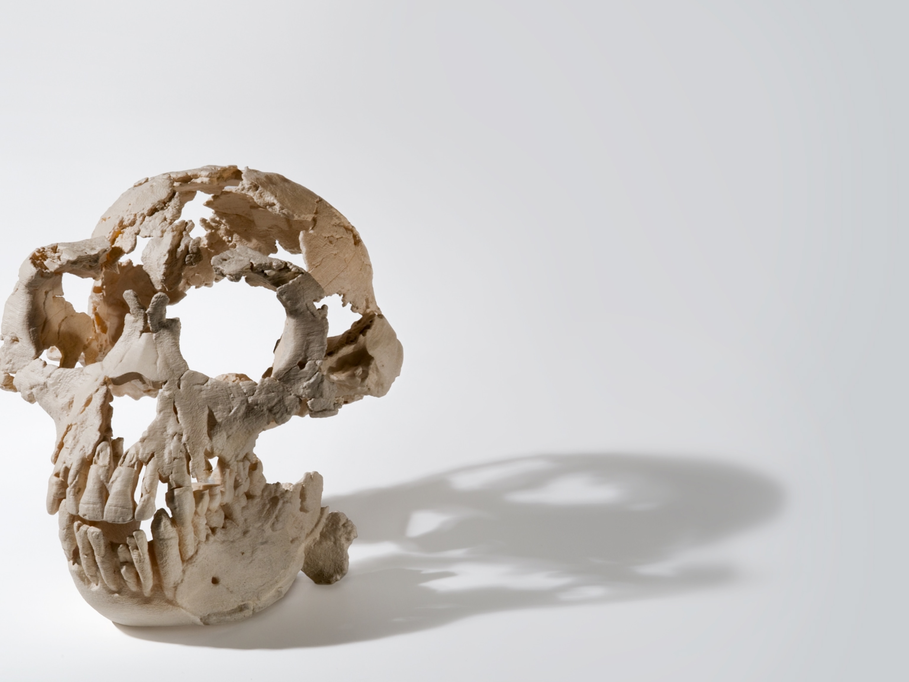 Ardipithecus Kadabba Skull