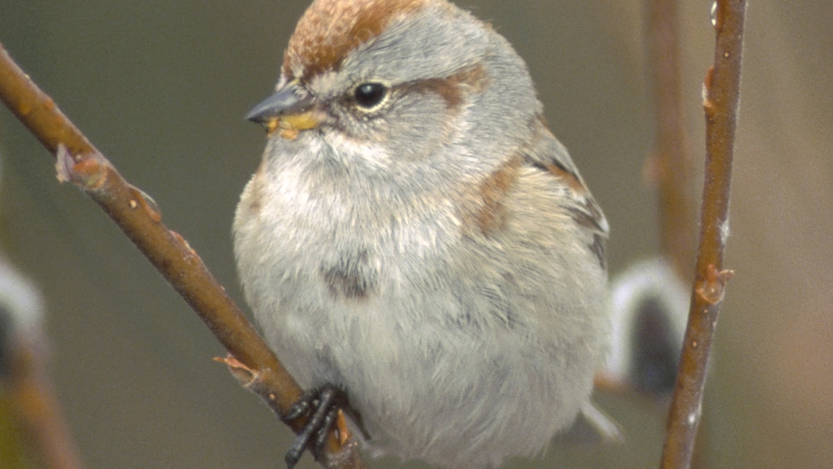 American Tree Sparrow | National Geographic | National Geographic