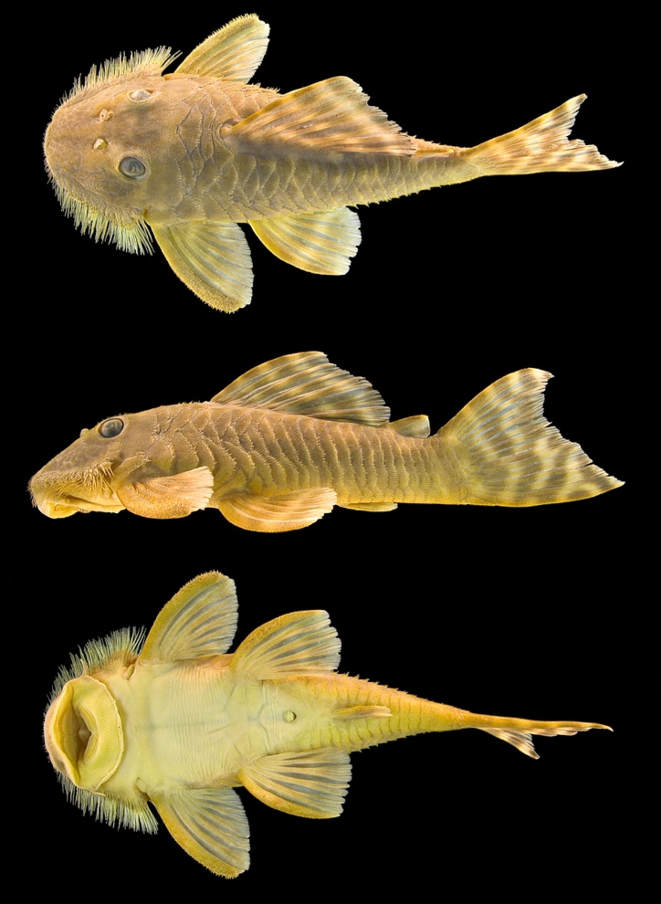 Pictures: 20 Surprising Species of the Past 20 Years | National Geographic