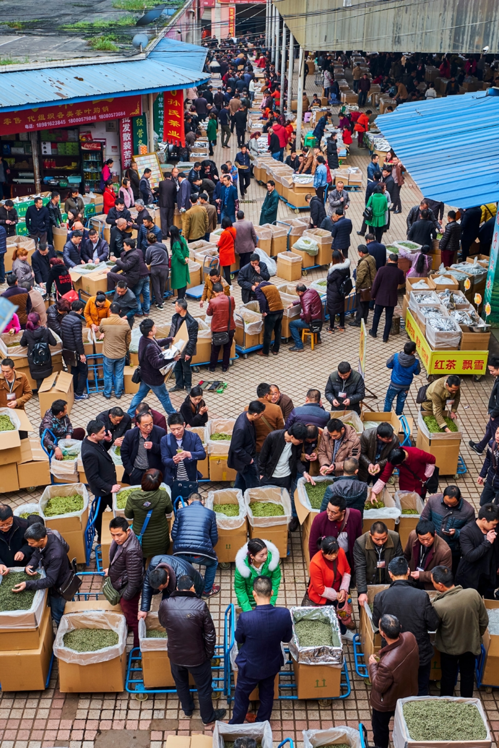 In search of the source of tea