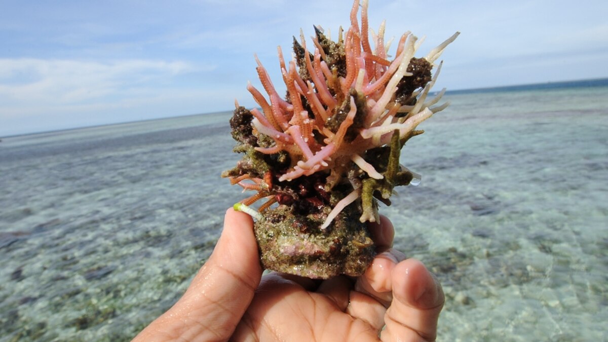 Earth Day: Conservationist or Communist? Behind Google's Doodle ...