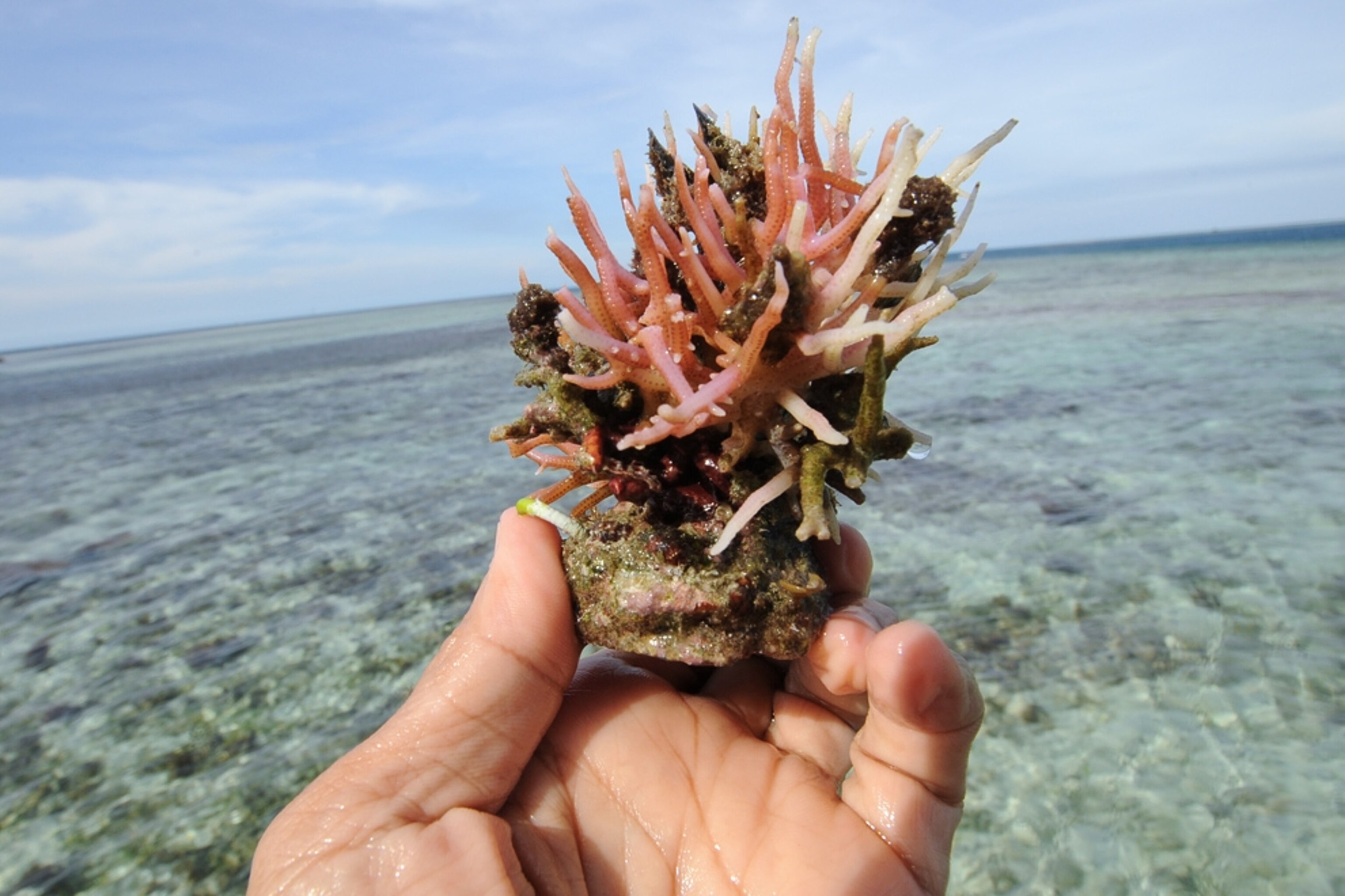 Earth Day: Conservationist or Communist? Behind Google's Doodle