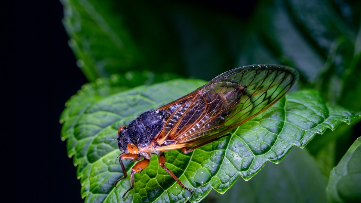 Cicadas are back—and this time it’s the ‘mother of all broods ...