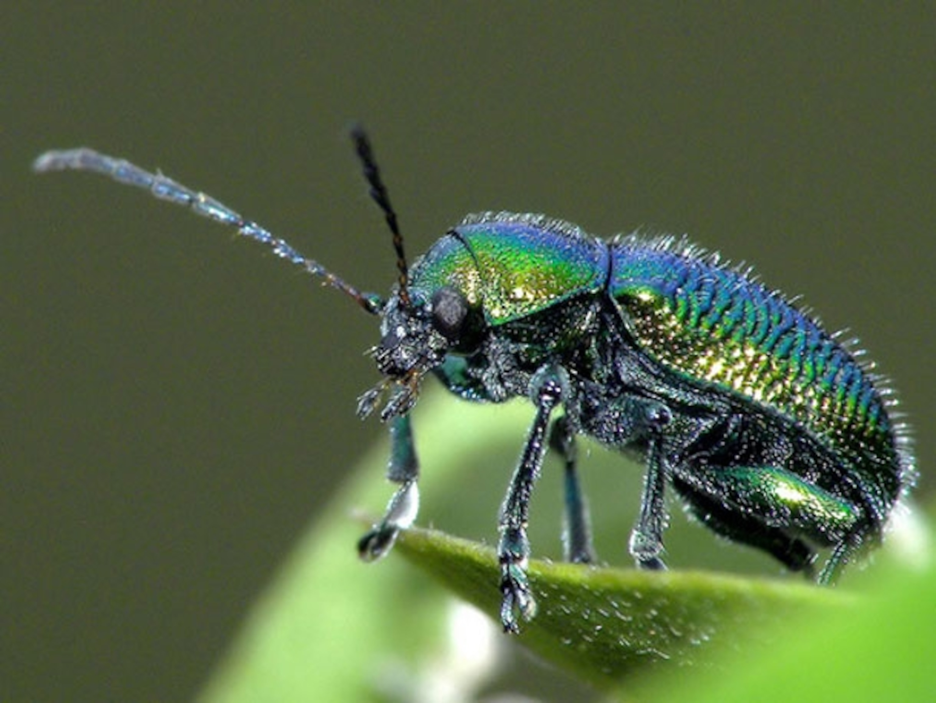 Beetle walks and sticks underwater by creating dryness with every footstep