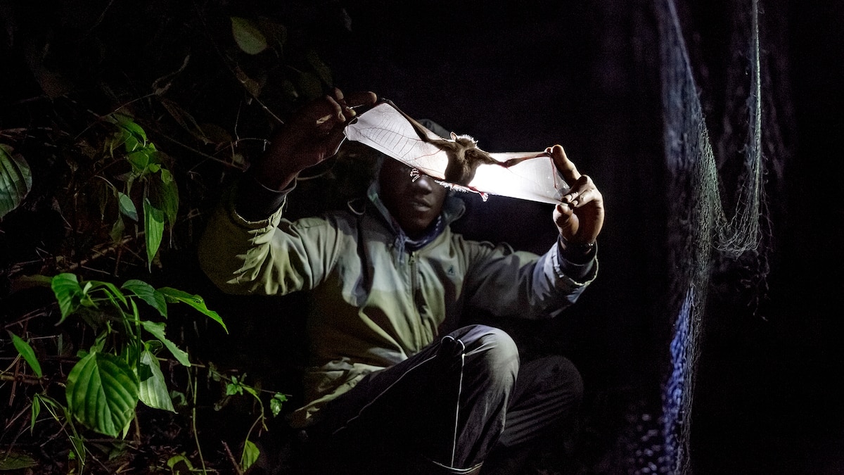 What are zoonotic diseases? | National Geographic