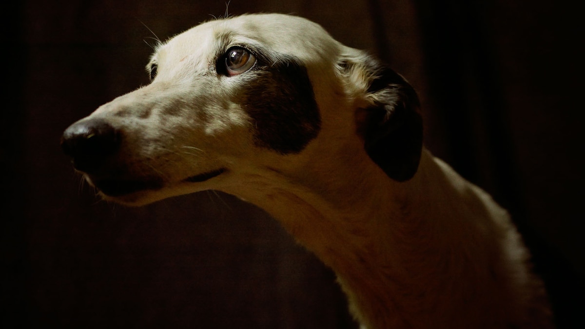 Restoring Dignity to Spain’s Mistreated Hunting Dogs | National Geographic