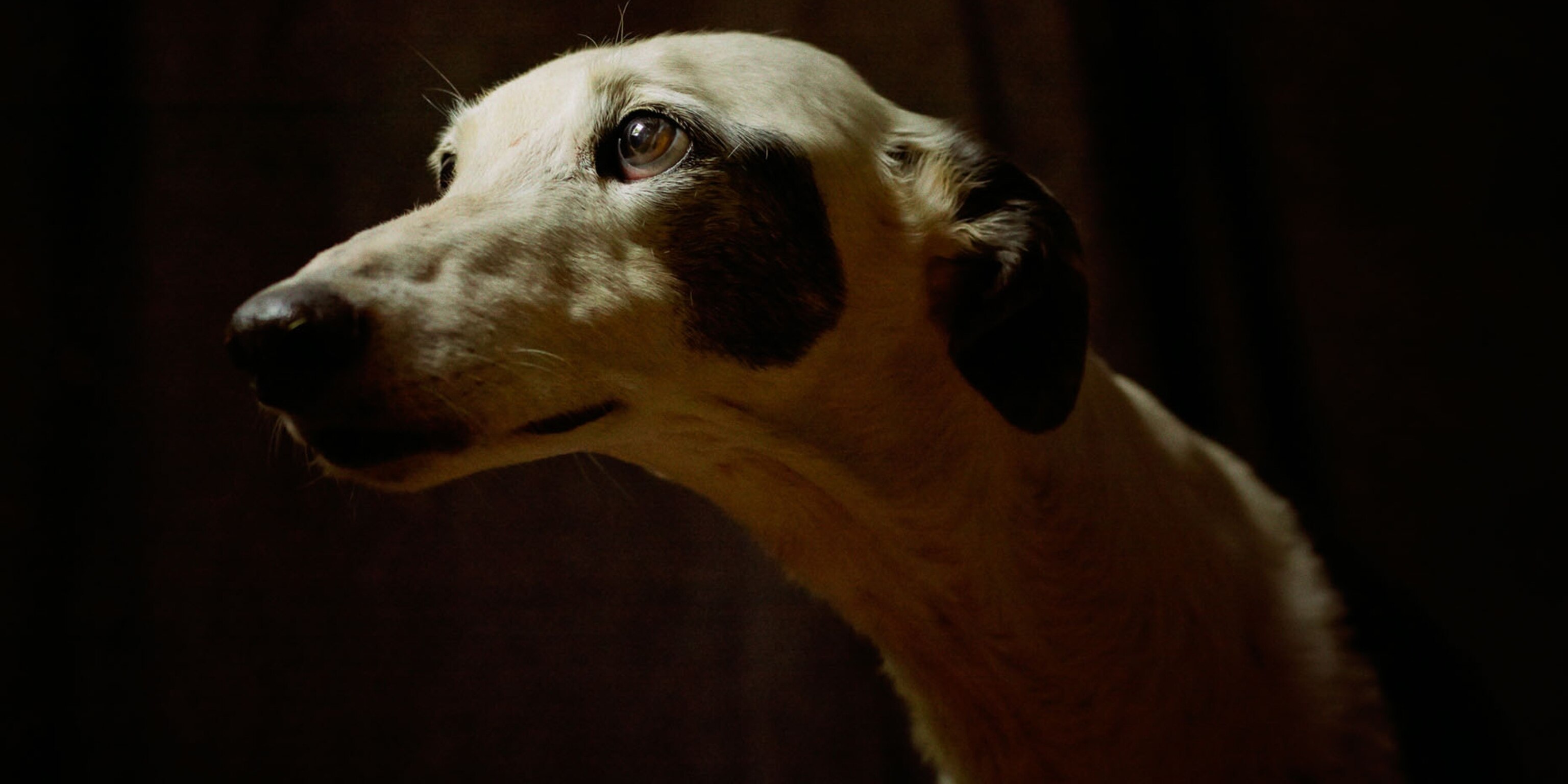 Restoring Dignity to Spain’s Mistreated Hunting Dogs