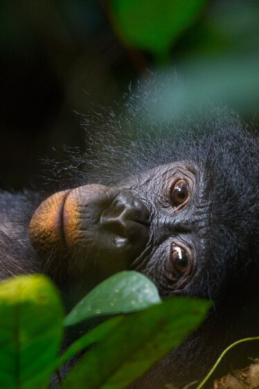 A bonobo was separated from her sister for 26 years. She still ...