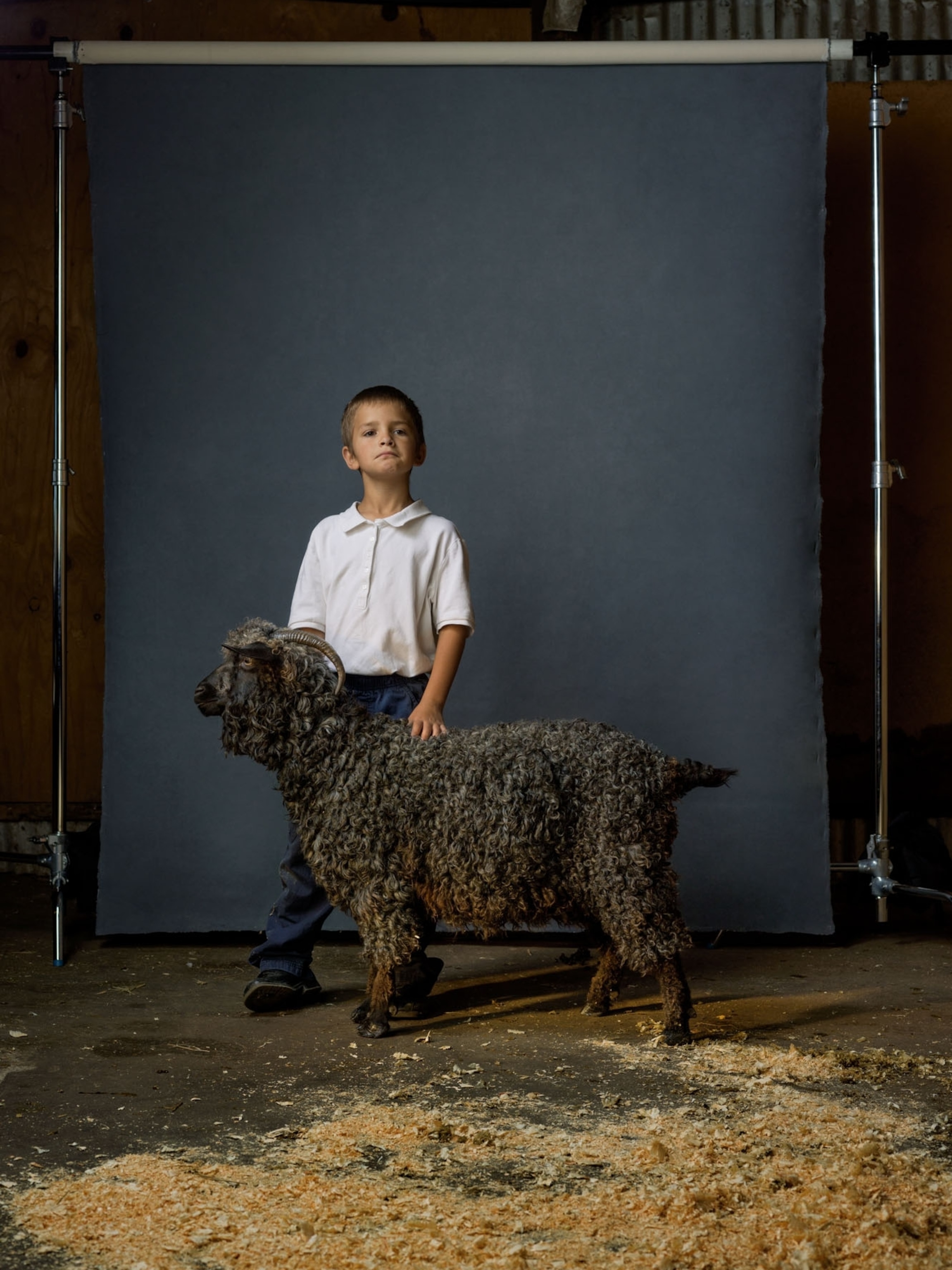 Pictures Show Minnesota County Fair Sheep and Goats That Did Not Win