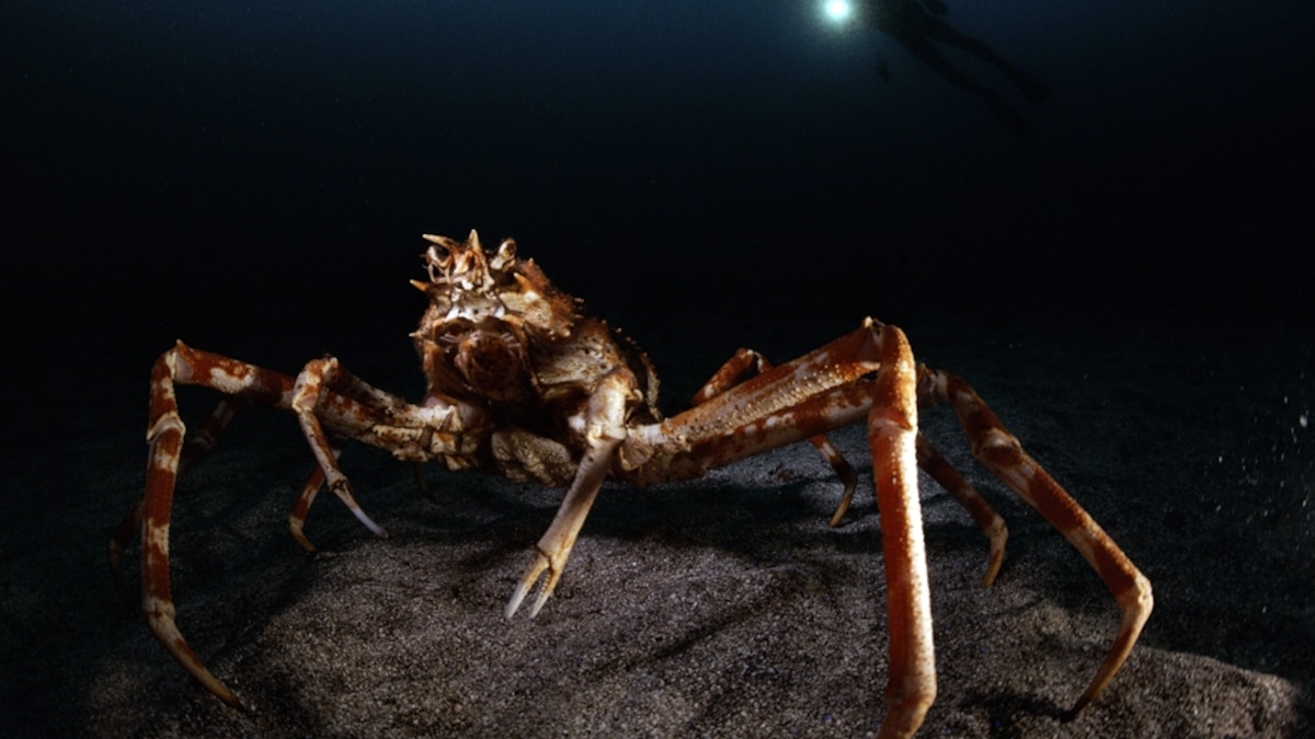 Giant Sea Creature Pictures, Giant Sea Creature Photos, Photo Gallery ...