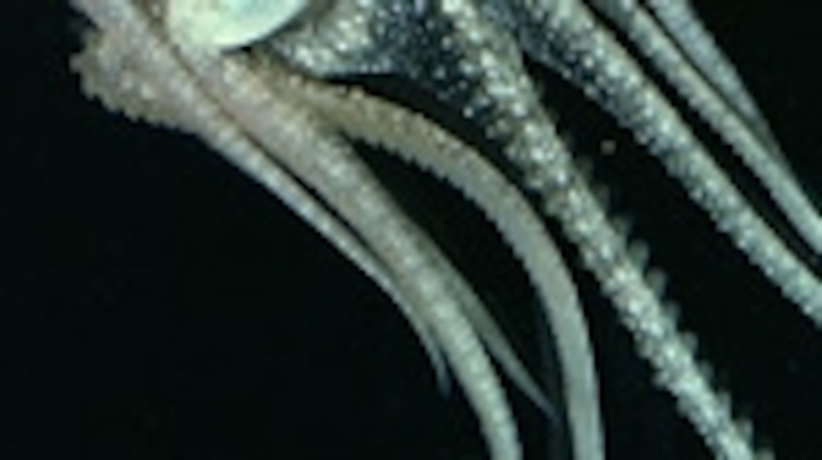 Atlantic Octopus Mimics Flounders—A First | National Geographic