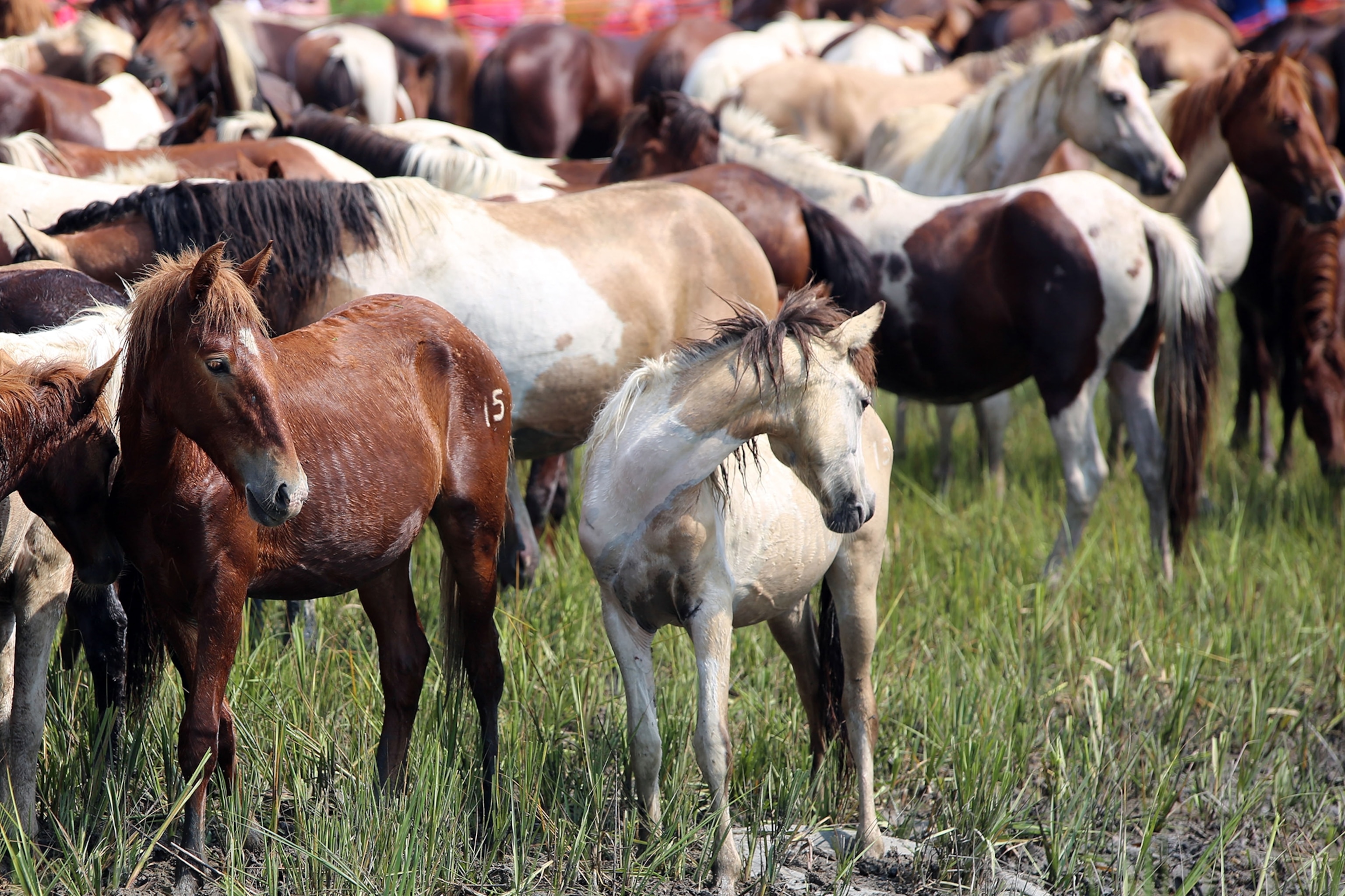 Inside the Famous Chincoteague Pony Swim