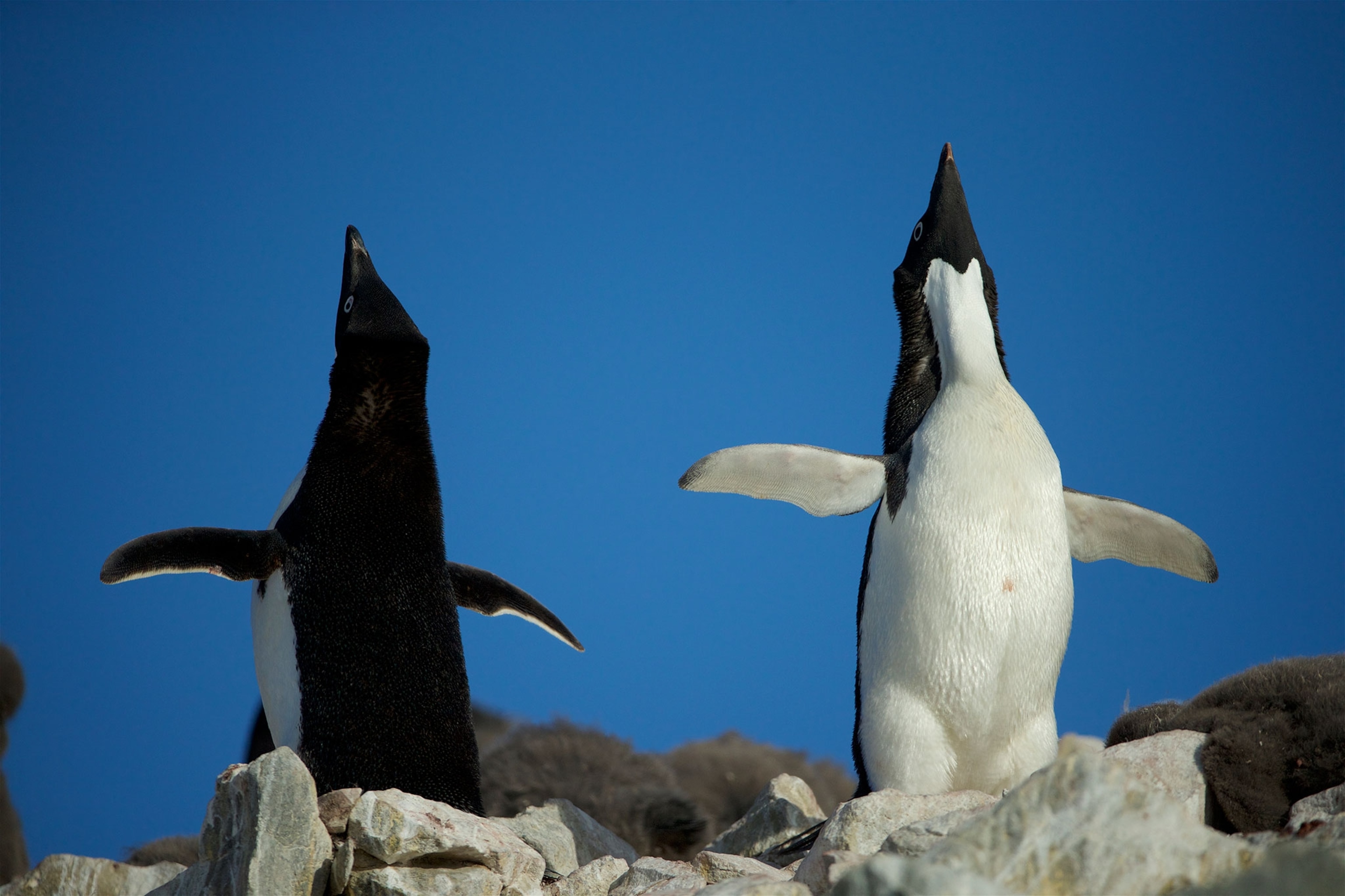 Antarctica Could Lose Most of Its Penguins to Climate Change