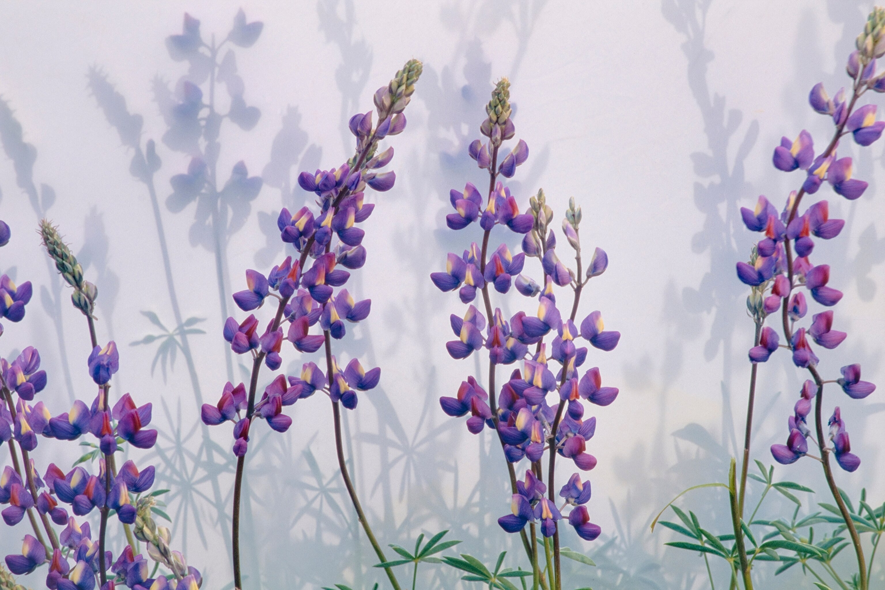 ‘Tis the Season to Be Blooming: 16 Photos Celebrating Spring