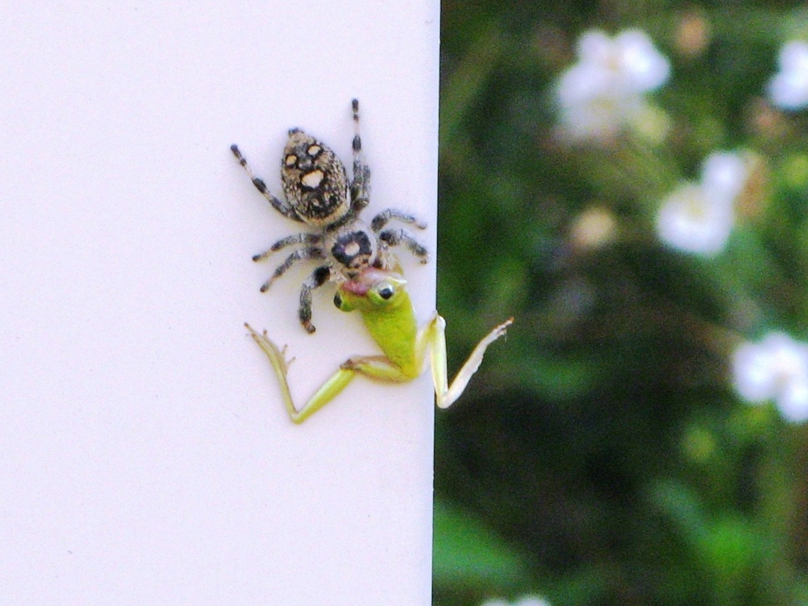 Tiny Spiders Devour Lizards Three Times Their Size