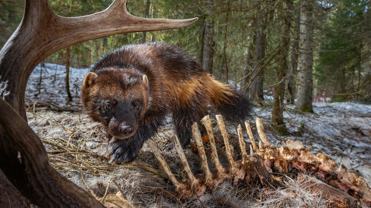 Wolverines battle to survive as climate change poses a new threat ...
