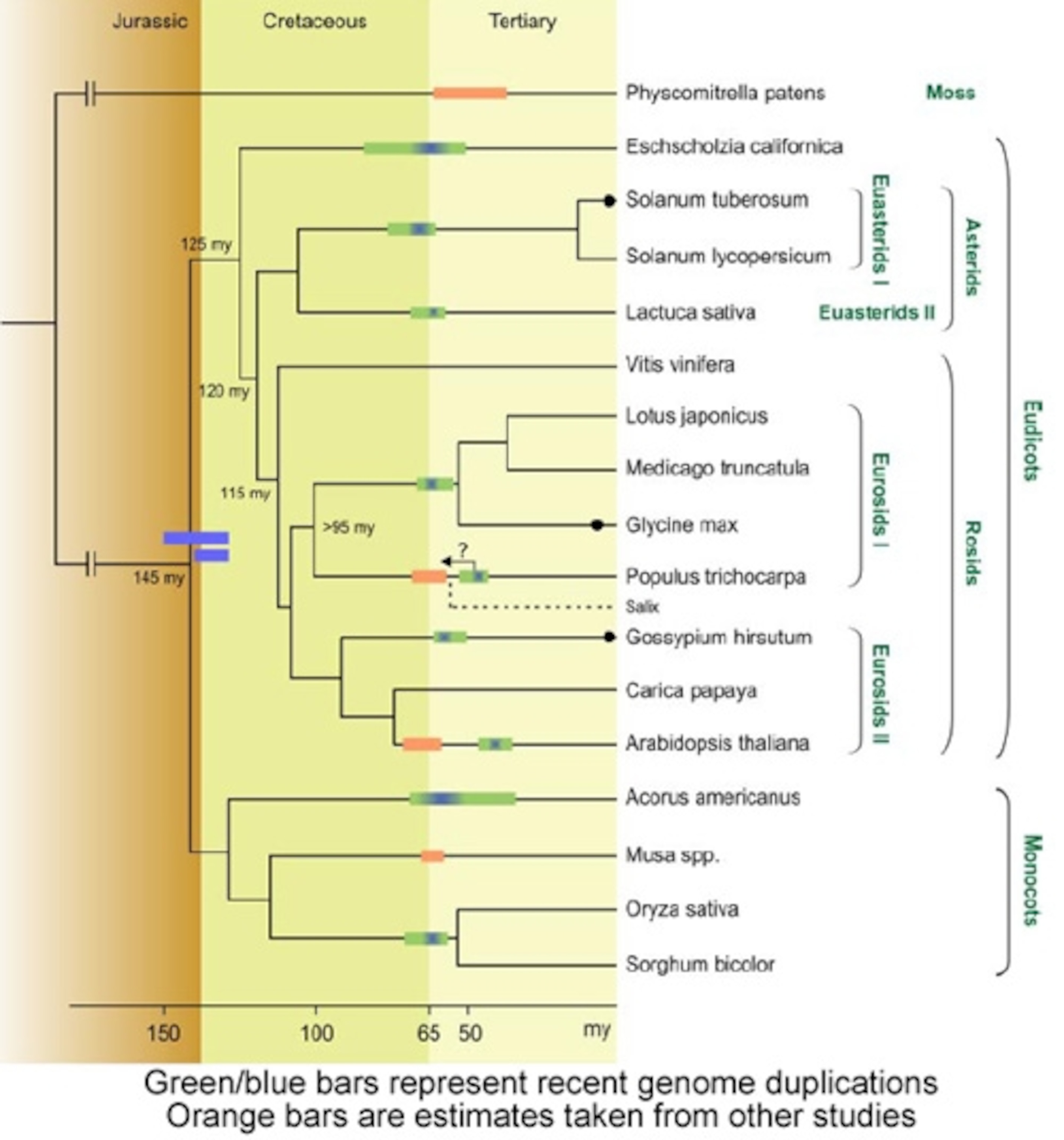 Extra genomes helped plants to survive extinction event that killed ...