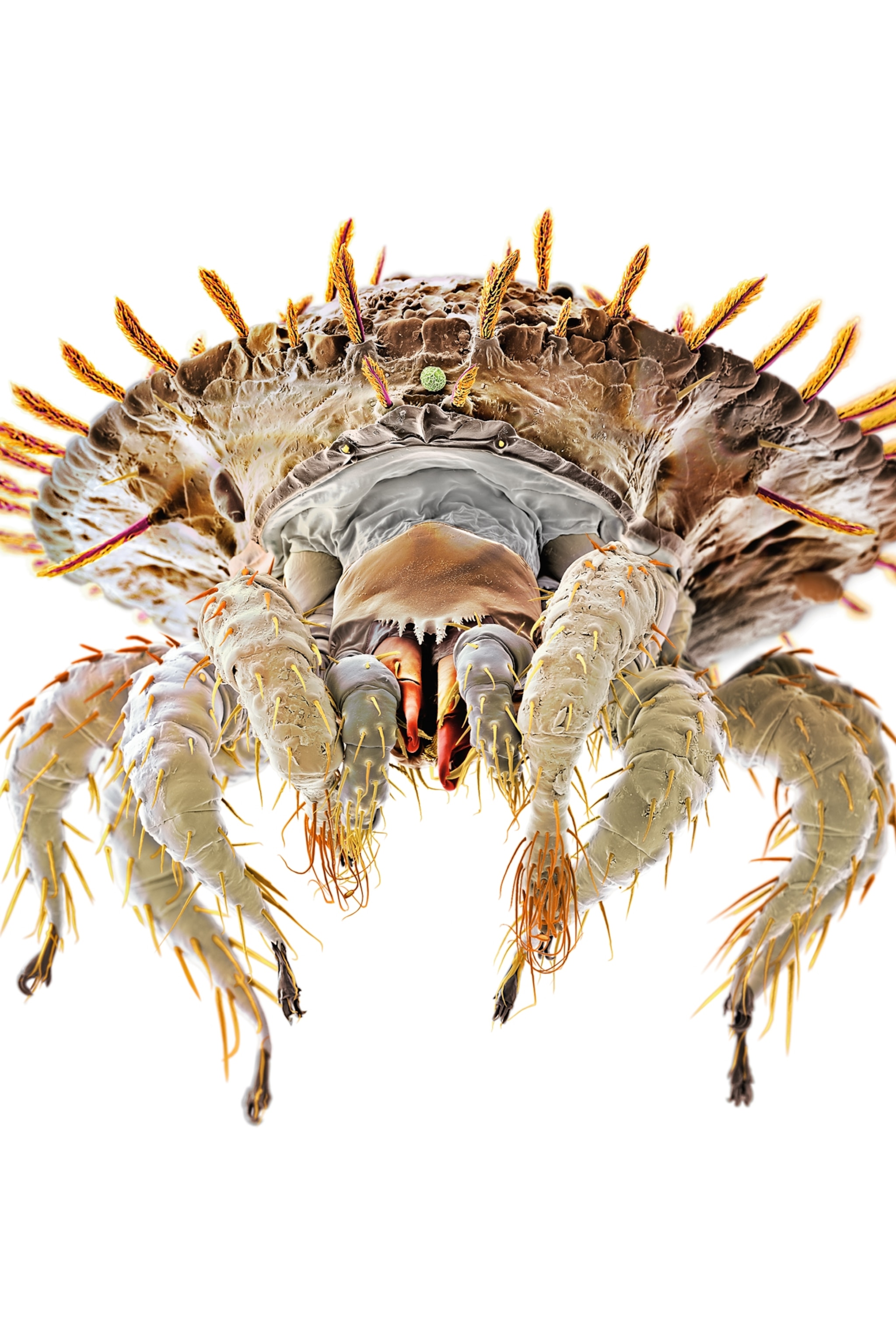 Predatory Soil Mites